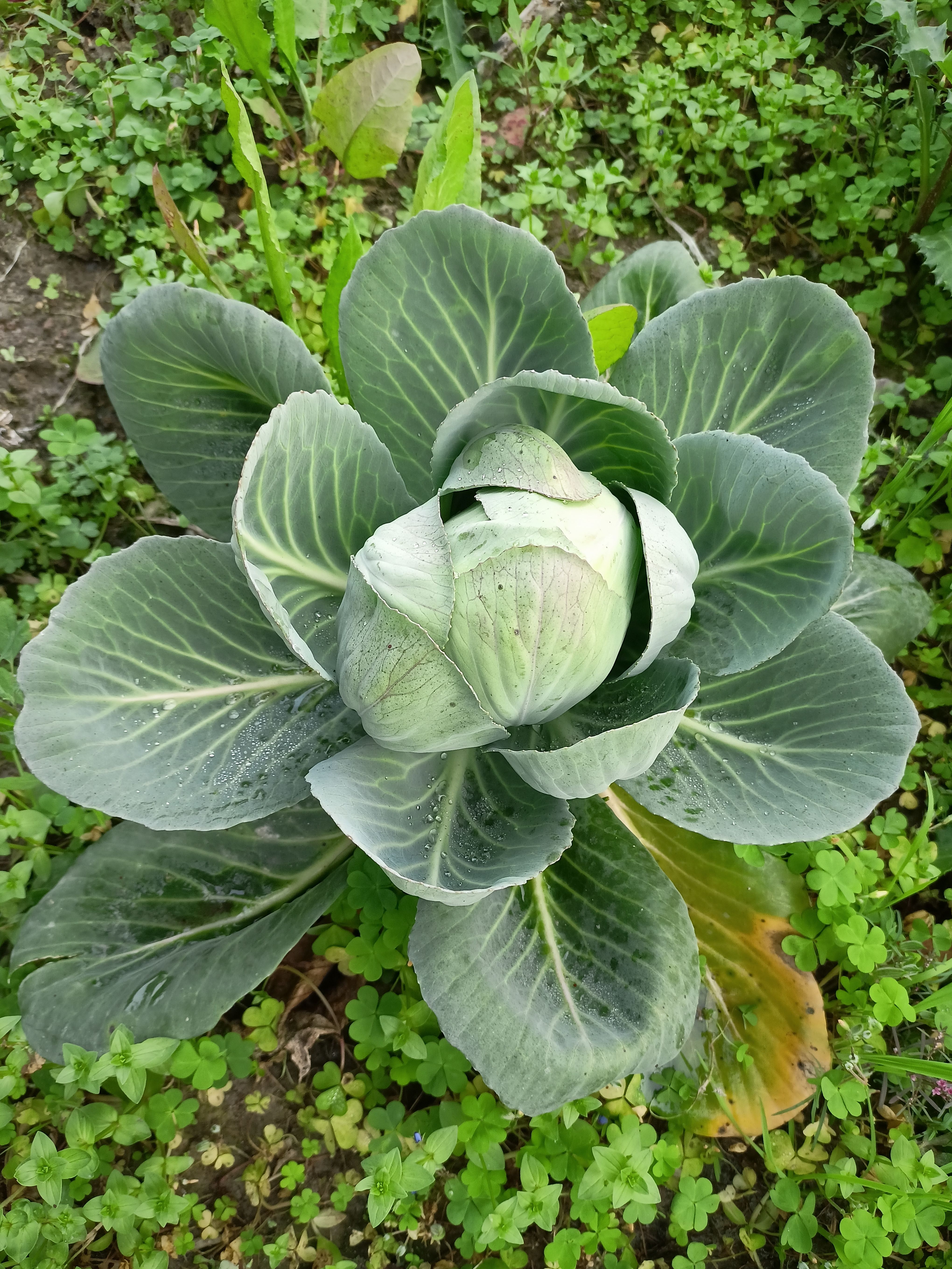 Cabbage Photos, Download The BEST Free Cabbage Stock Photos & HD Images