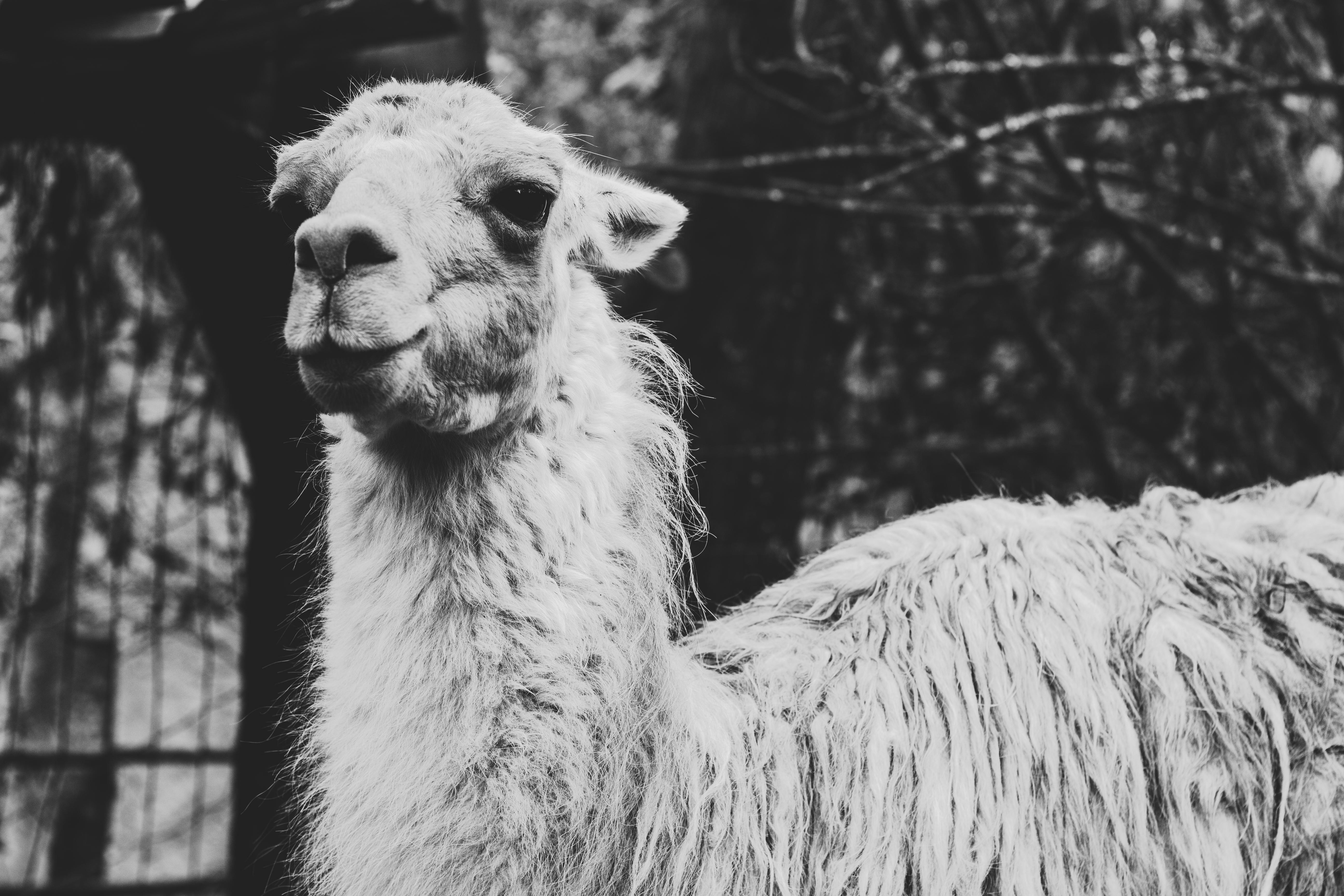 Close Up Photography of a Llama · Free Stock Photo