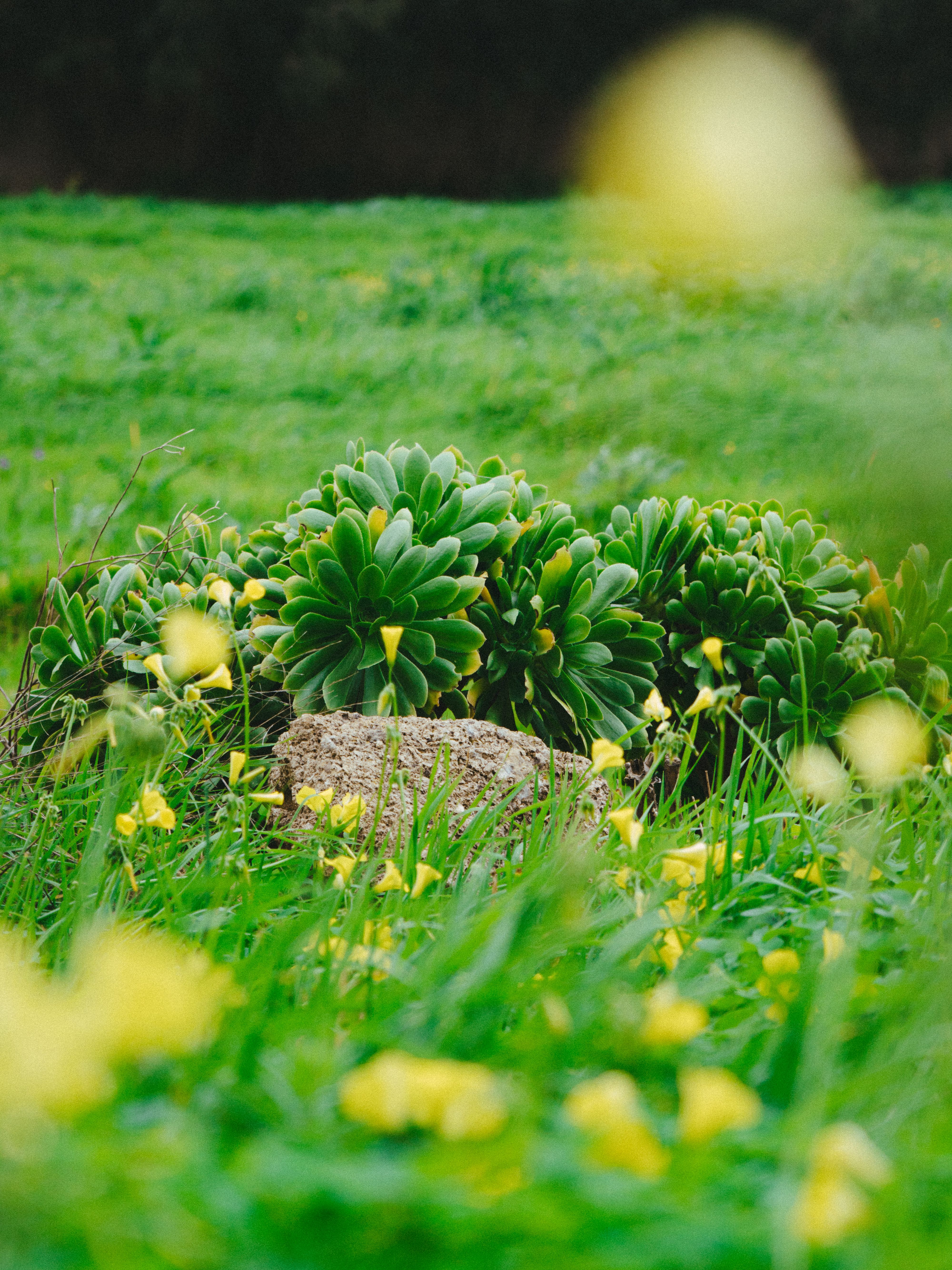Vibrant Green Landscape in Rabat, Morocco · Free Stock Photo