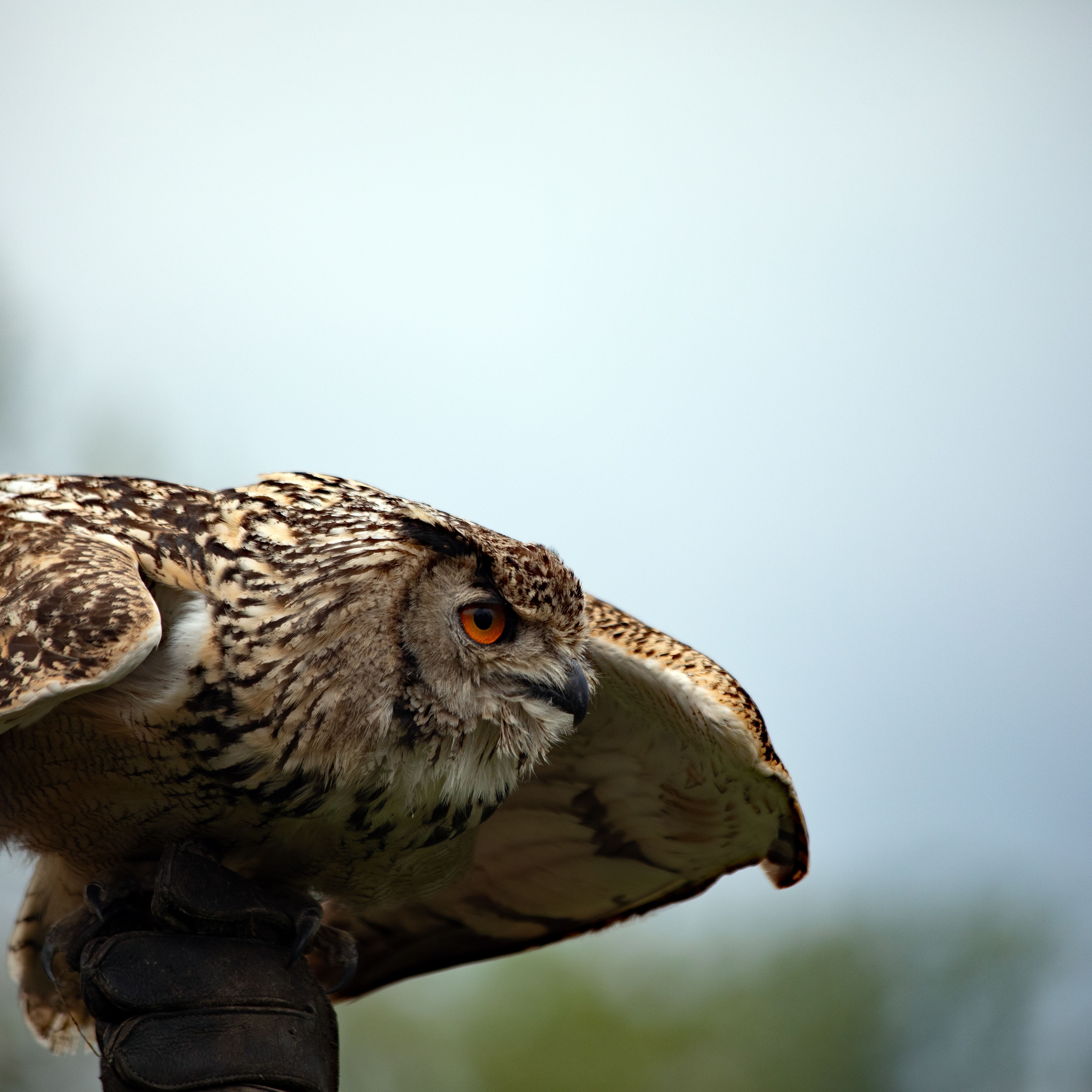Majestic Eagle Owl on a Perch Outdoors · Free Stock Photo
