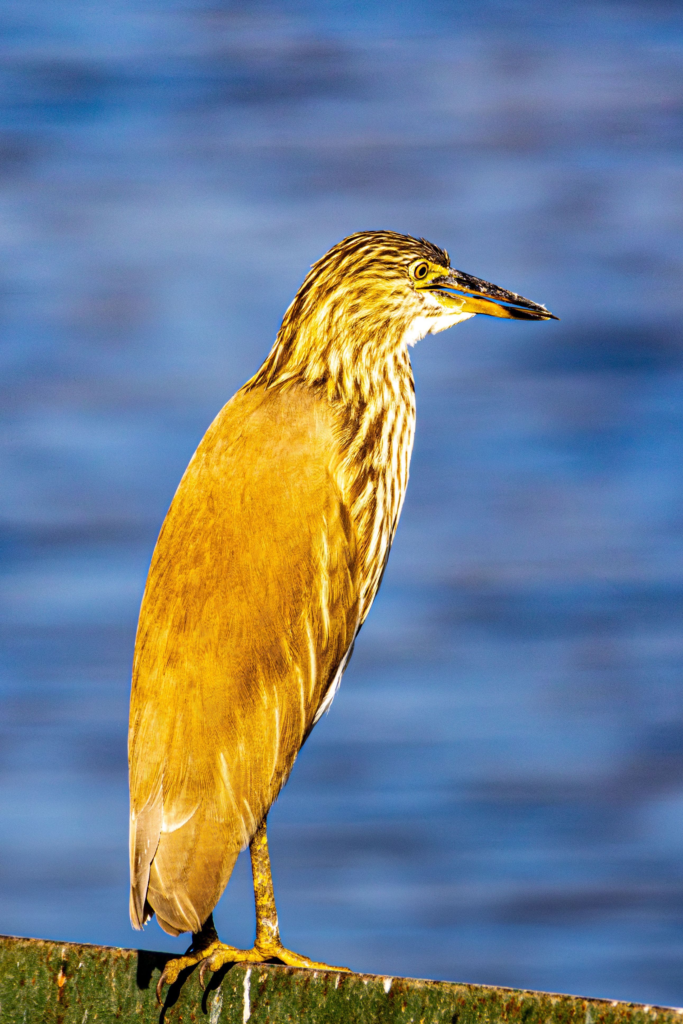 Birds Ghatar Yellu Foot Photos, Download The BEST Free Birds Ghatar ...