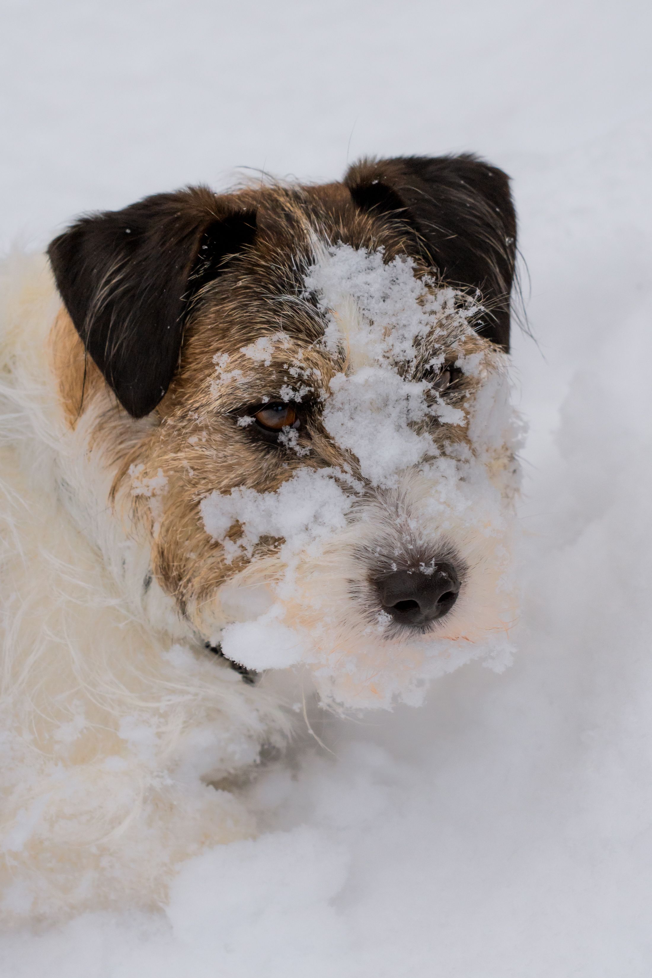 Jack Russell Terrier Covered in Snow Outdoors · Free Stock Photo