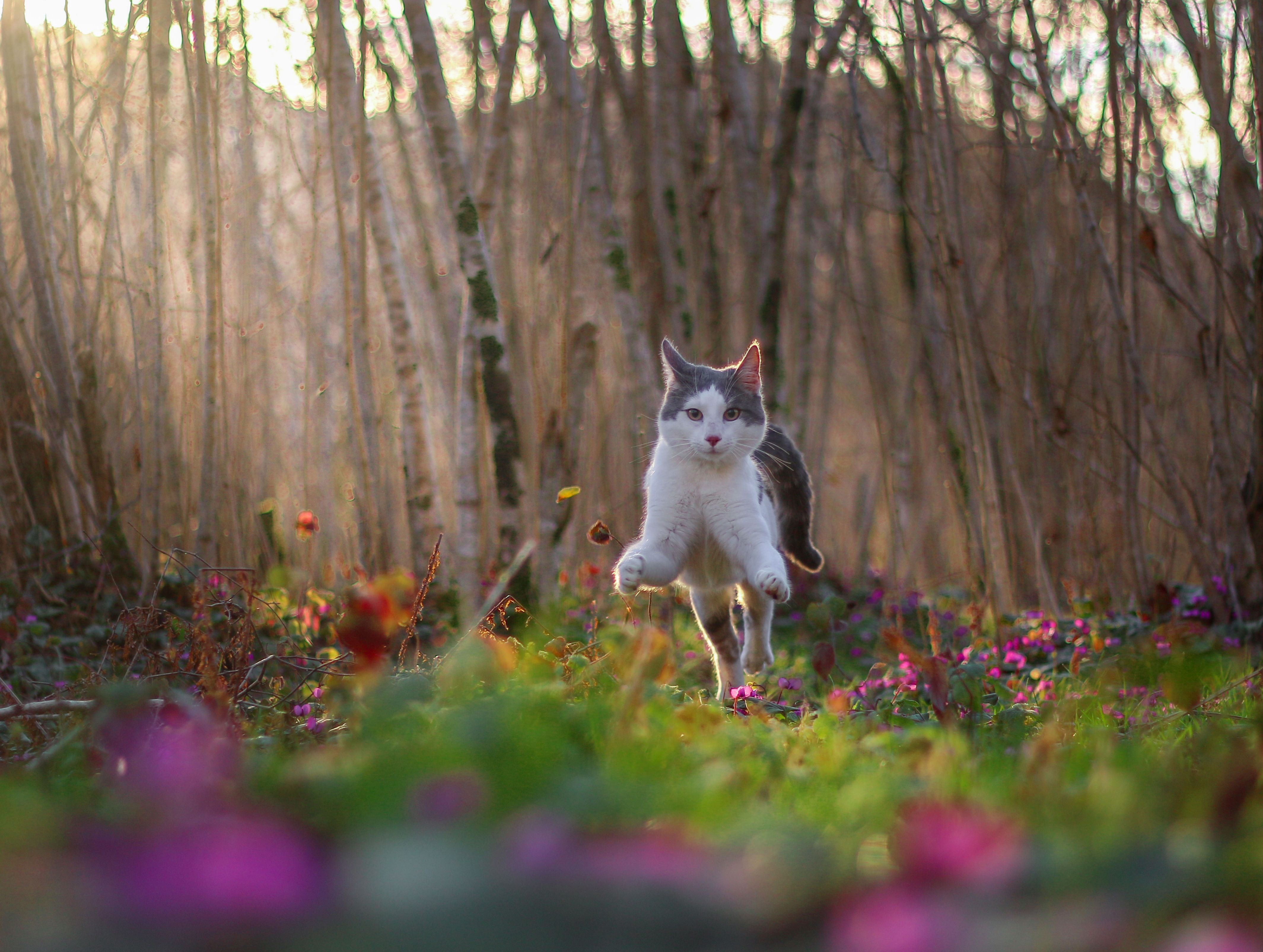 Spring Cat Wallpaper Photos, Download The BEST Free Spring Cat ...