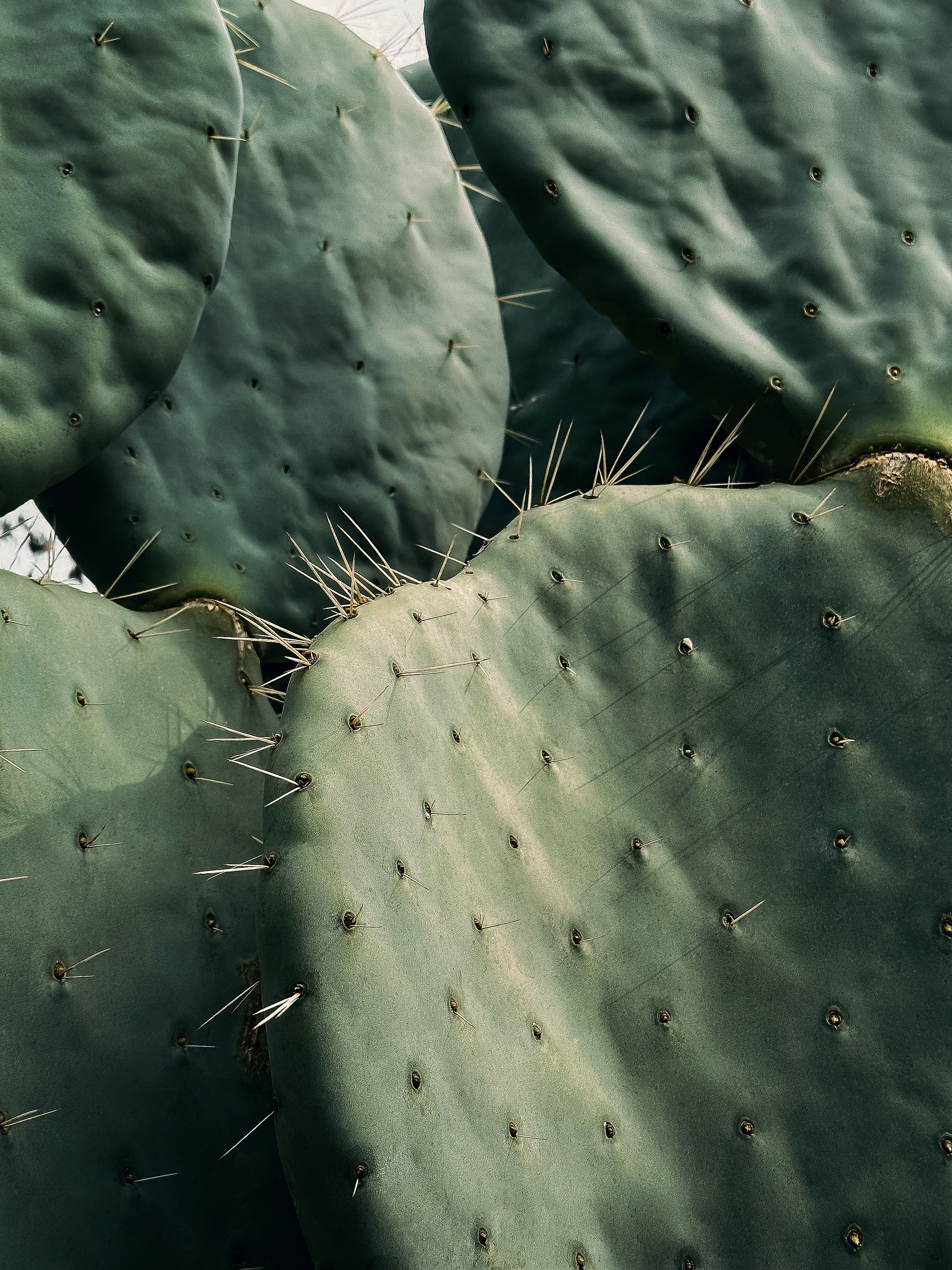 Close-up of Prickly Pear Cactus Pads in Spain · Free Stock Photo