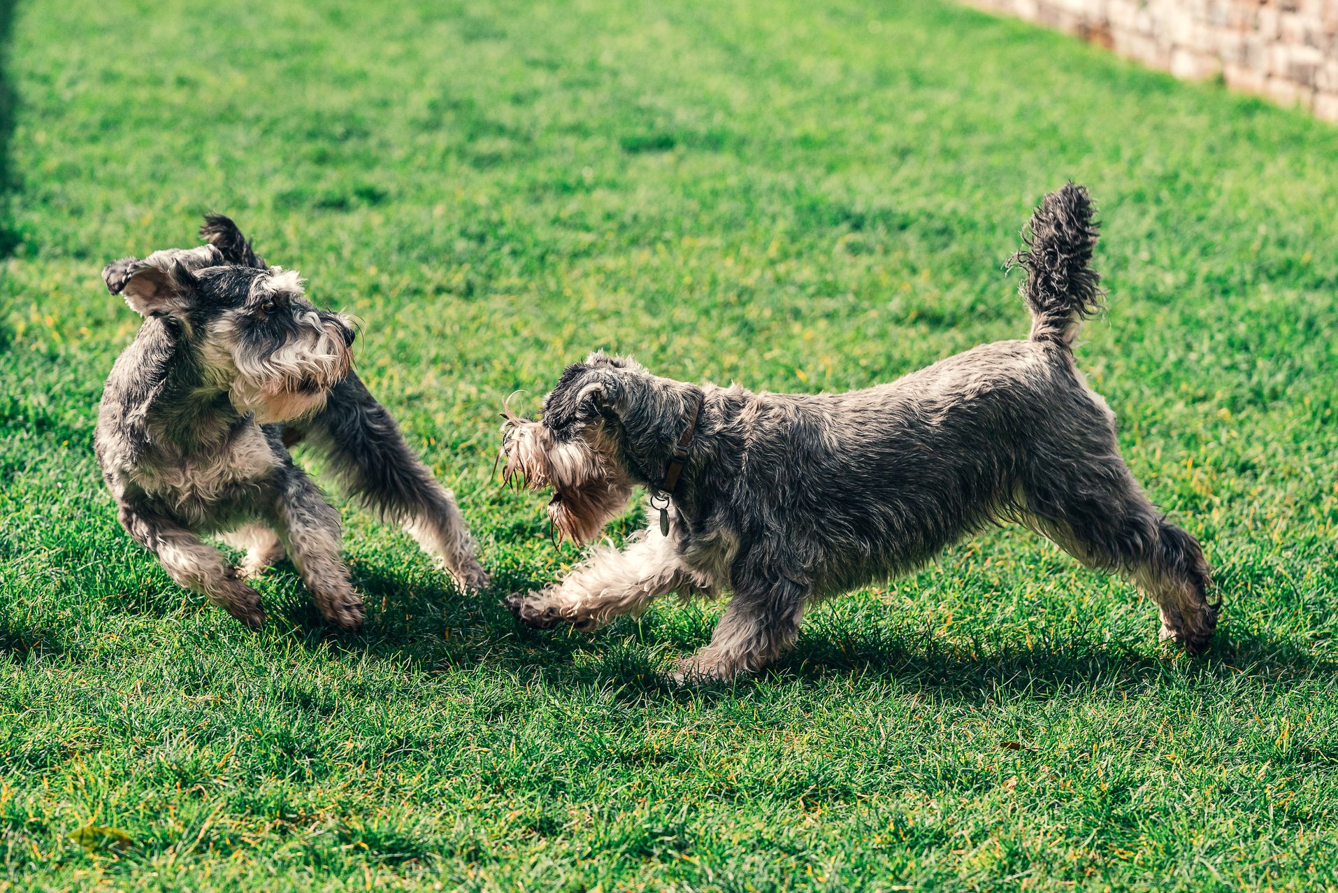 The Ultimate Guide to Schnauzers: Facts, Care & Training