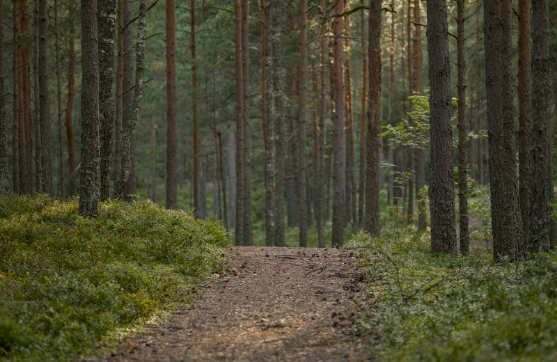 Forest Trail Photos, Download The BEST Free Forest Trail Stock Photos ...