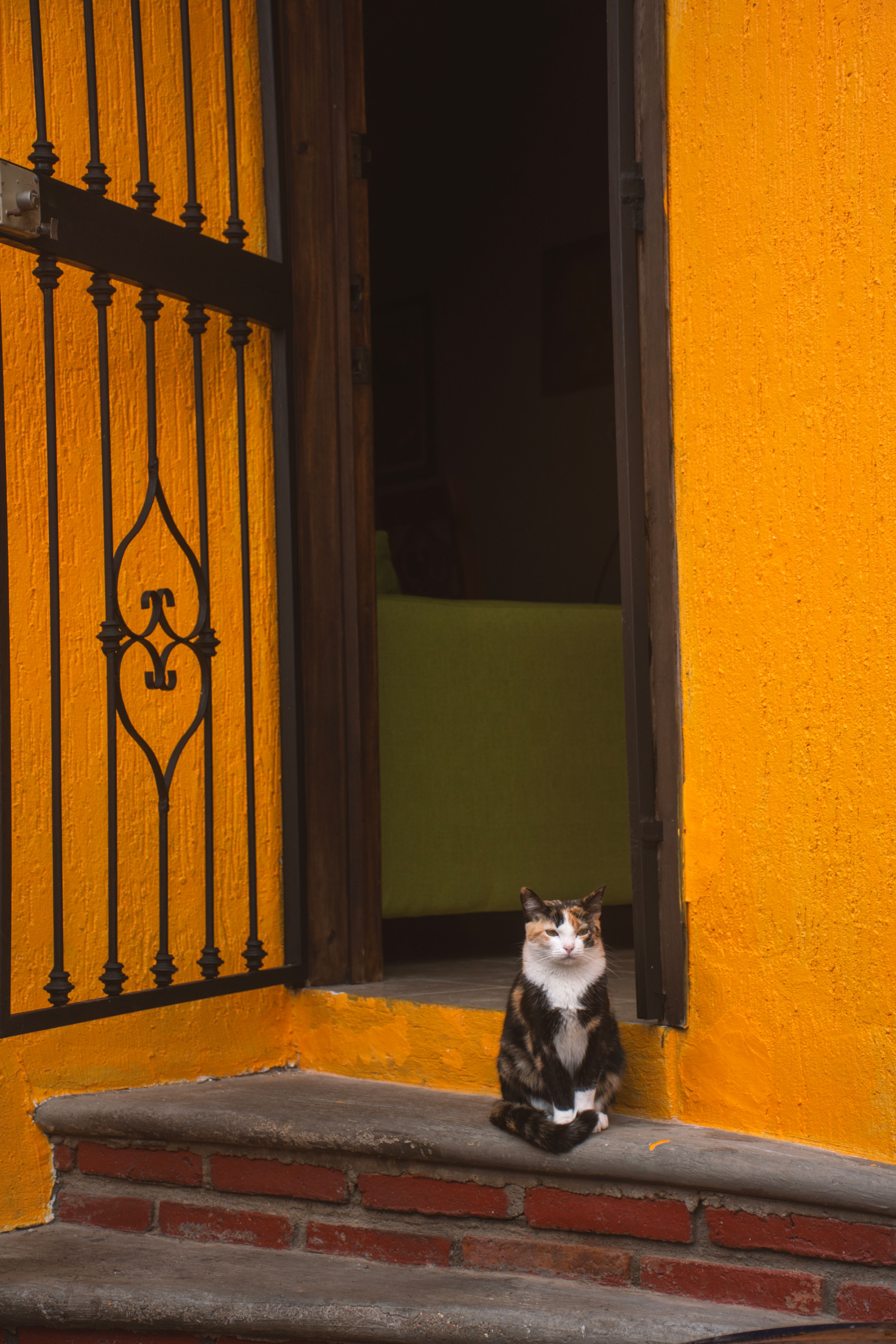 Charming Calico Cat on Colorful Mexican Doorstep · Free Stock Photo