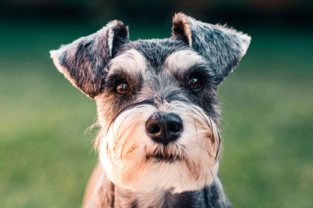 Mastering Schnauzer Hand Stripping for a Healthy Coat