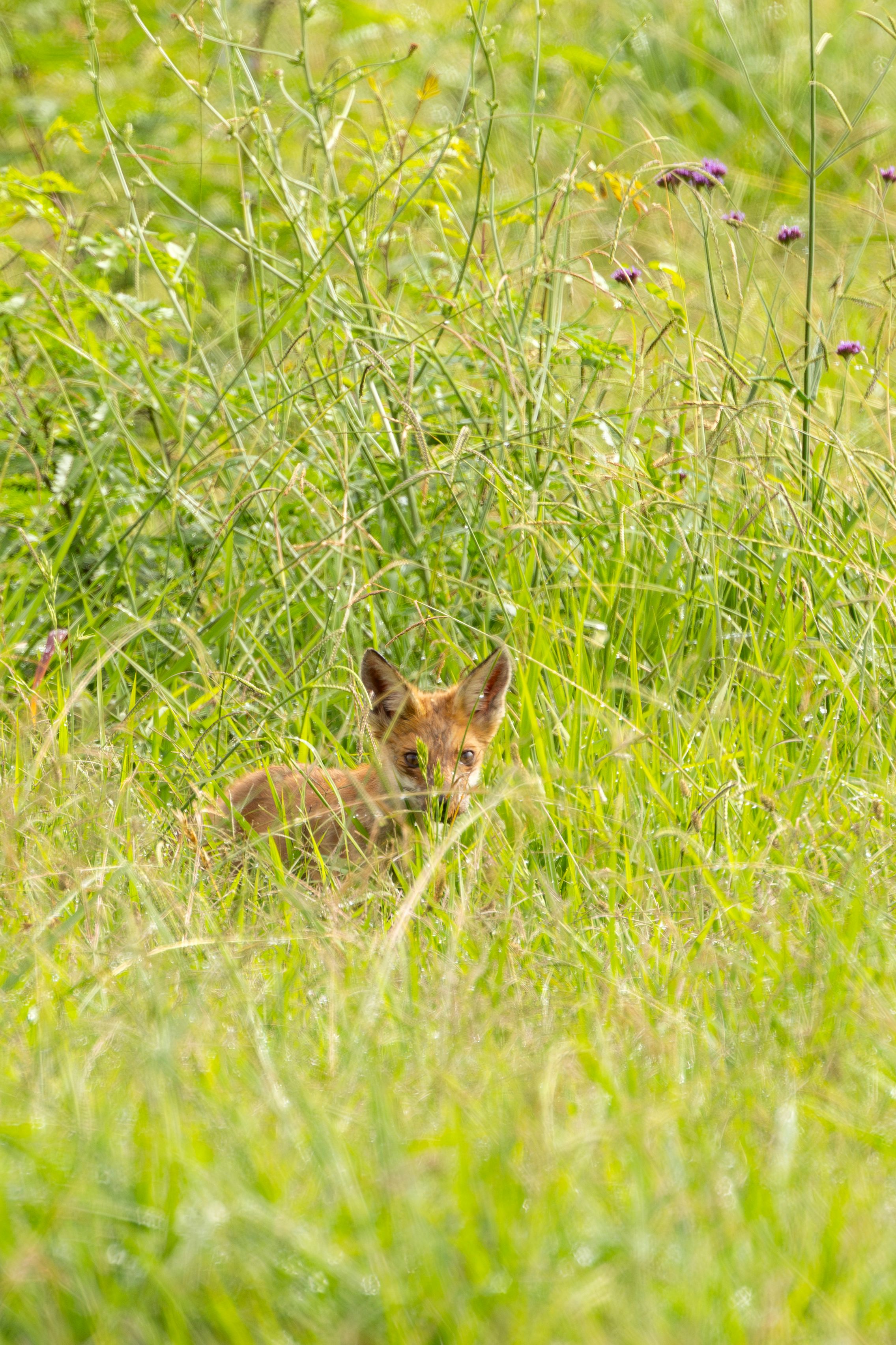 Fenix Fox Photos, Download The BEST Free Fenix Fox Stock Photos & HD Images