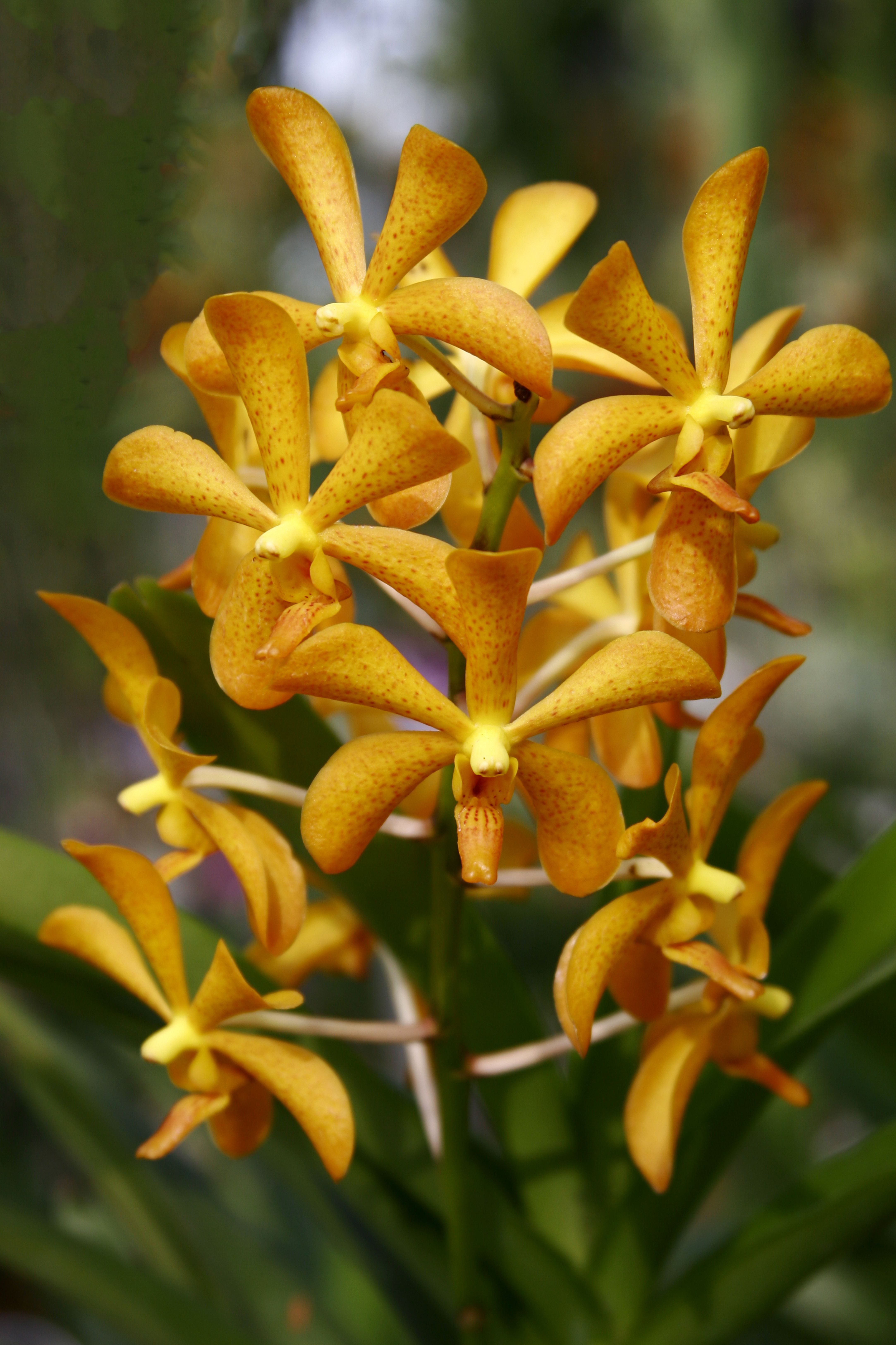 Vivid Yellow Orchids in Full Bloom · Free Stock Photo