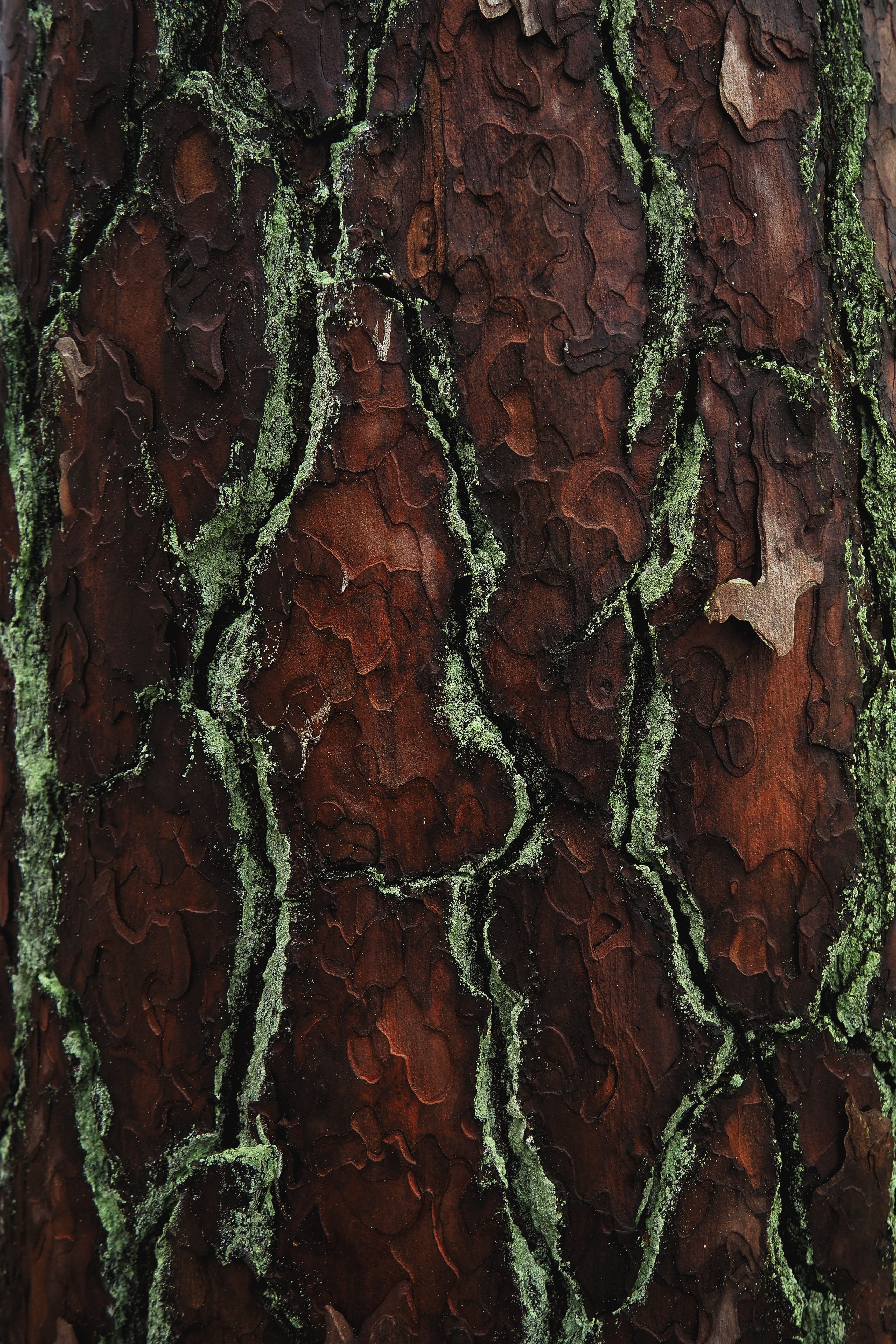 Close-Up of Tree Bark with Natural Patterns · Free Stock Photo