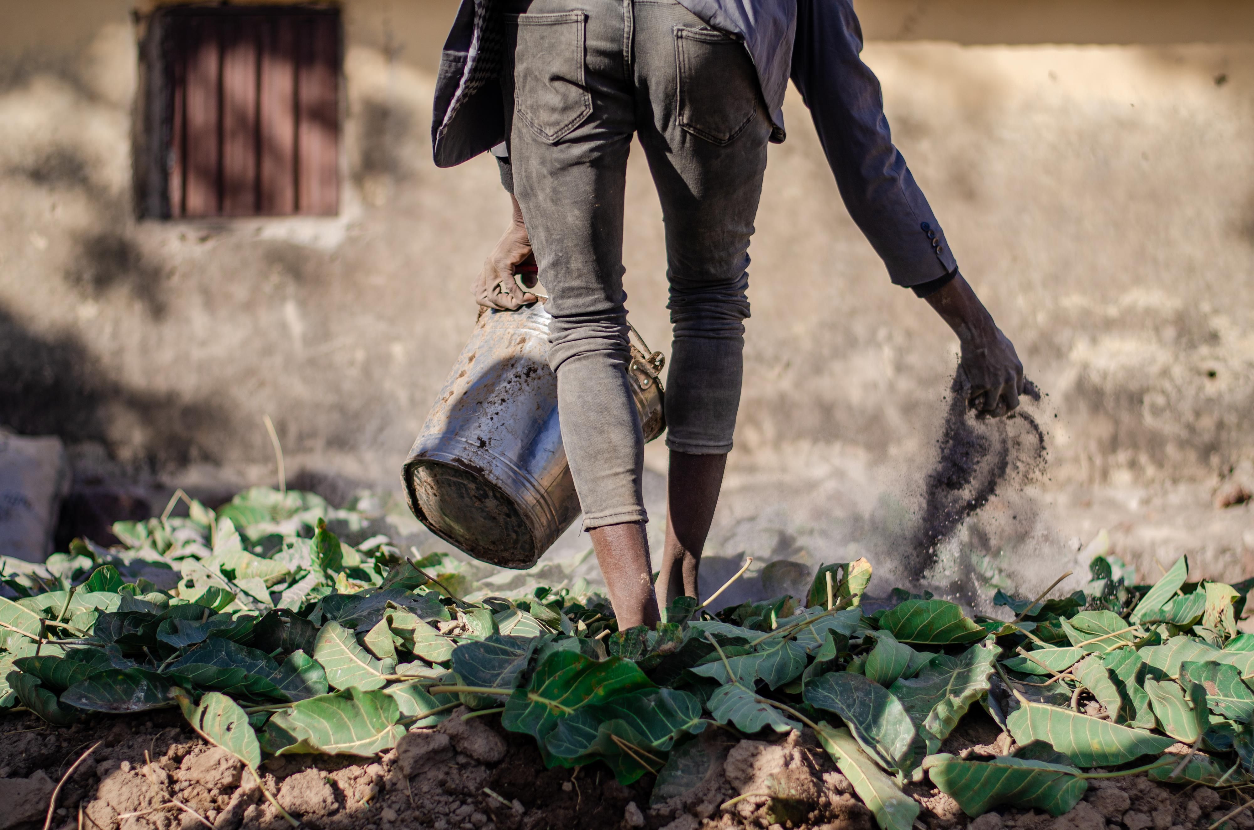 Farmer Tending Crops with Watering Can Outdoors · Free Stock Photo