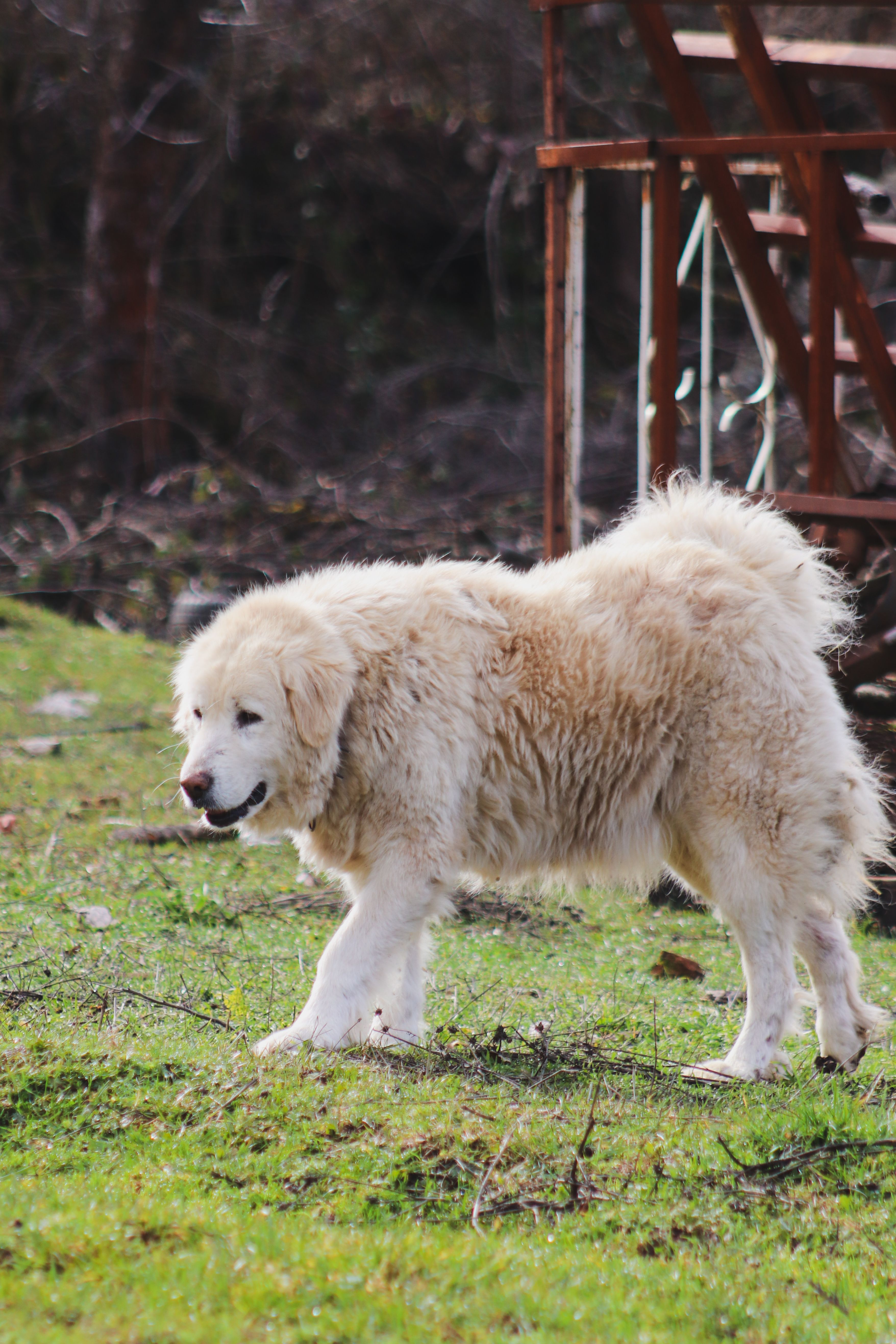 Fluffy Great Pyrenees Dog Outdoors in Nature · Free Stock Photo