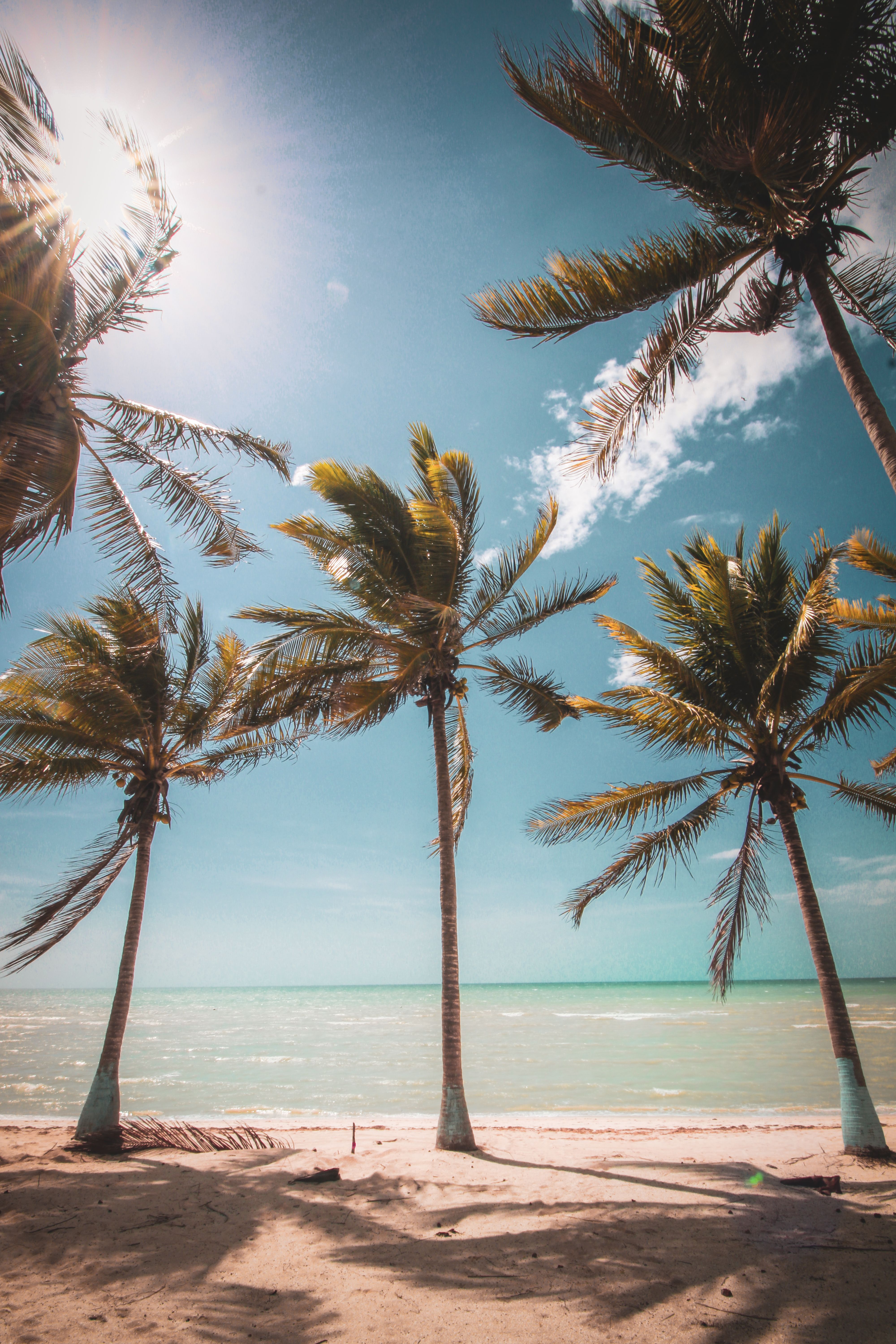 Playa Soleada Con Palmeras En Campeche · Foto de stock gratuita