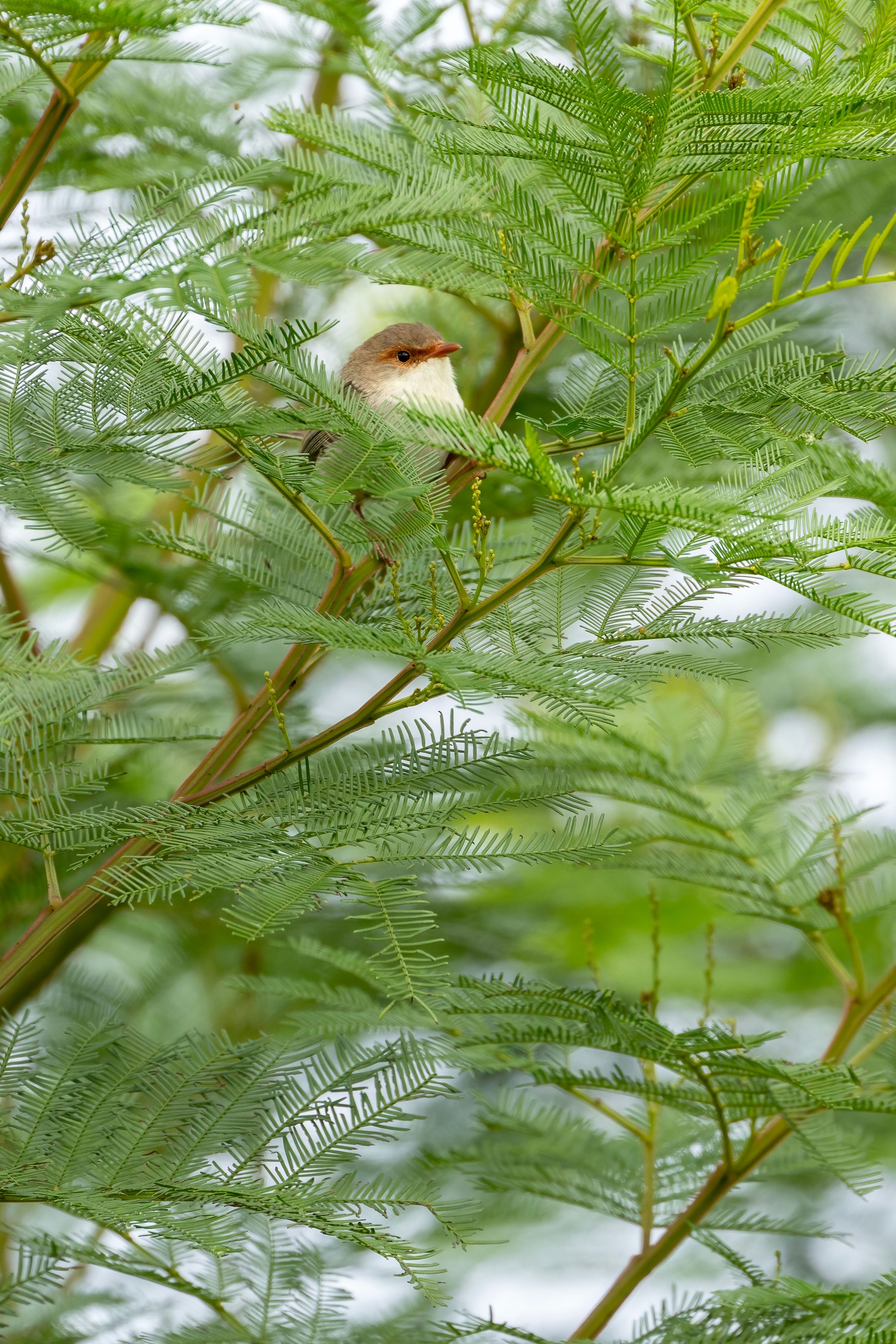 Fairy-wren Perched Within Fern Foliage · Free Stock Photo