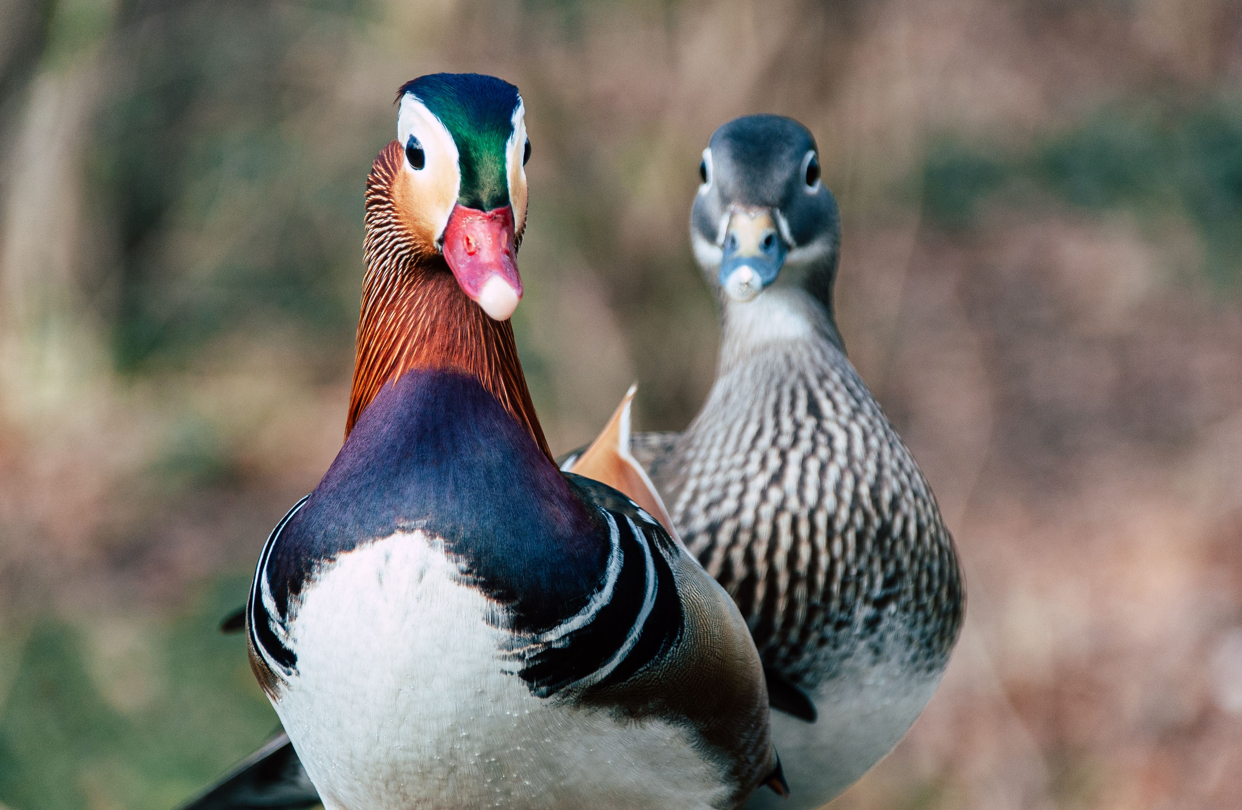 Colorful Mandarin Ducks in Natural Habitat · Free Stock Photo