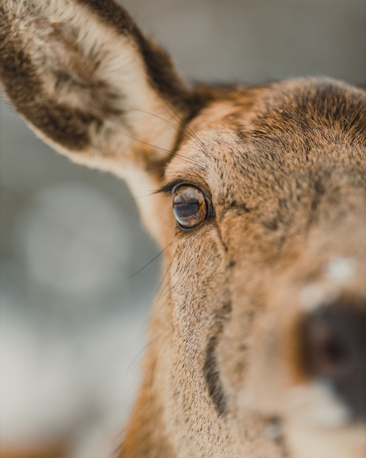 Close Up Animals Photos, Download The BEST Free Close Up Animals Stock ...