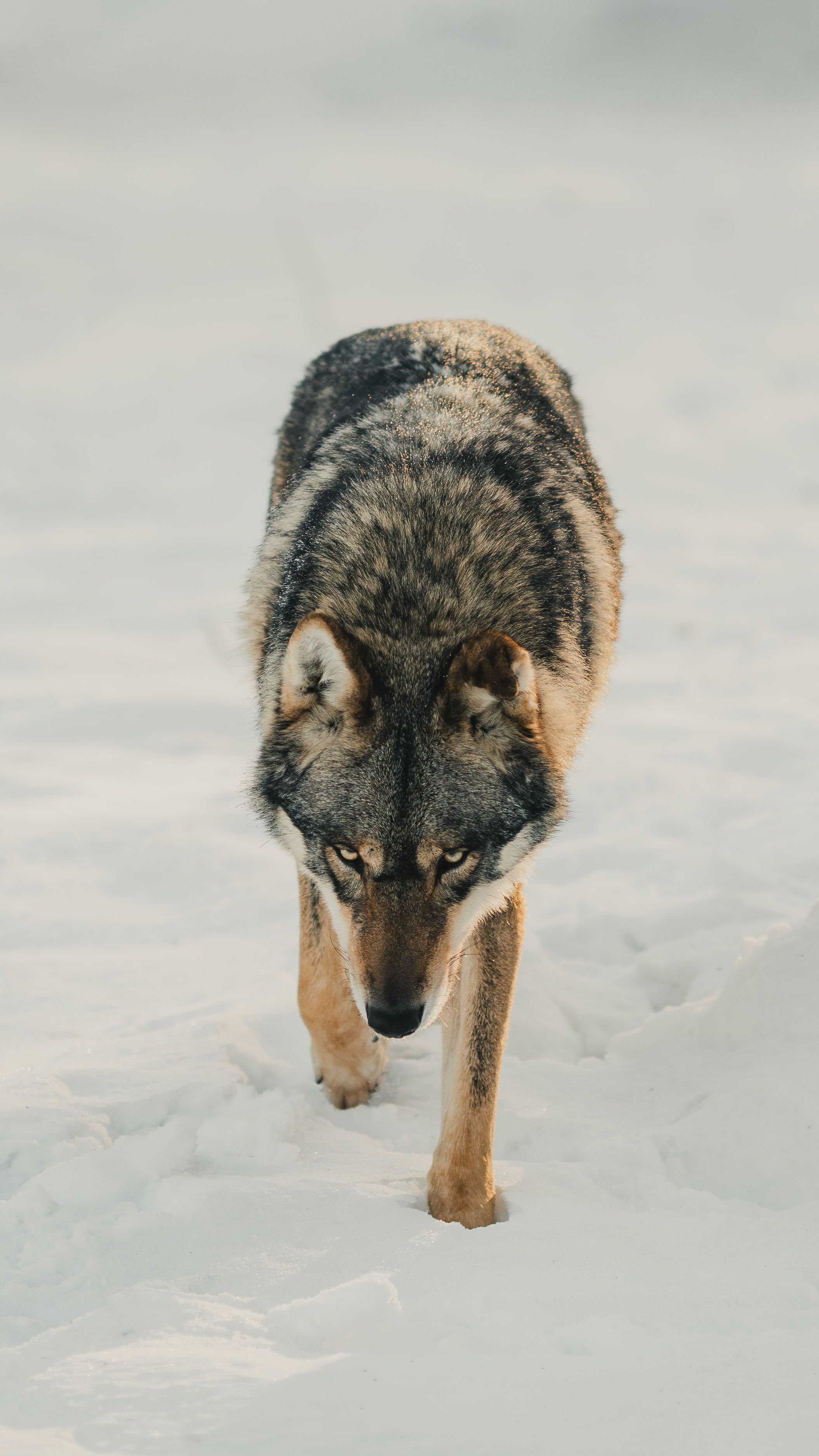 5.000+ Foto Wolfwallpaper Terbaik · Unduh Gratis 100% · Foto Stok Pexels