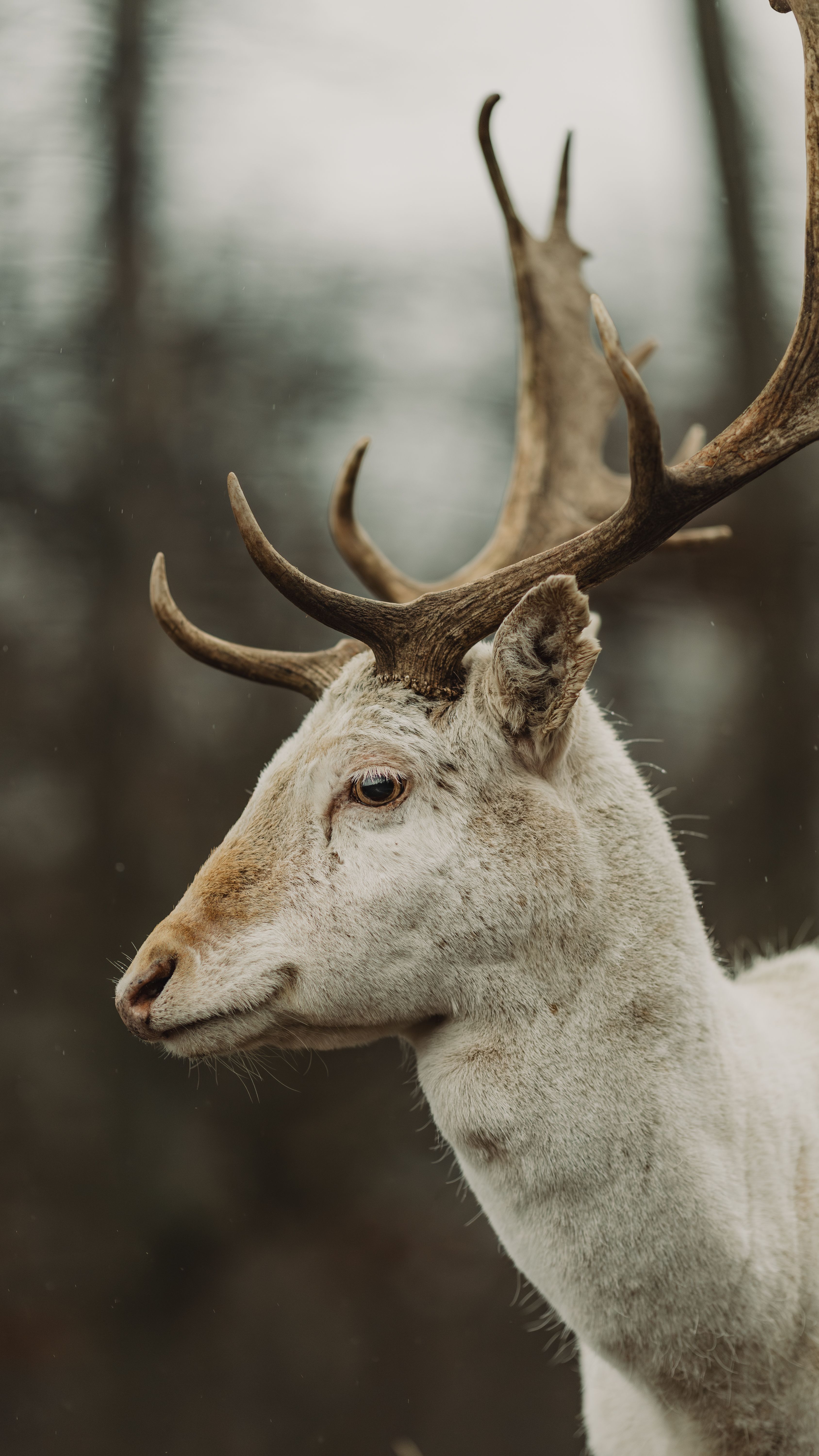 Majestic White Fallow Deer in Natural Habitat · Free Stock Photo