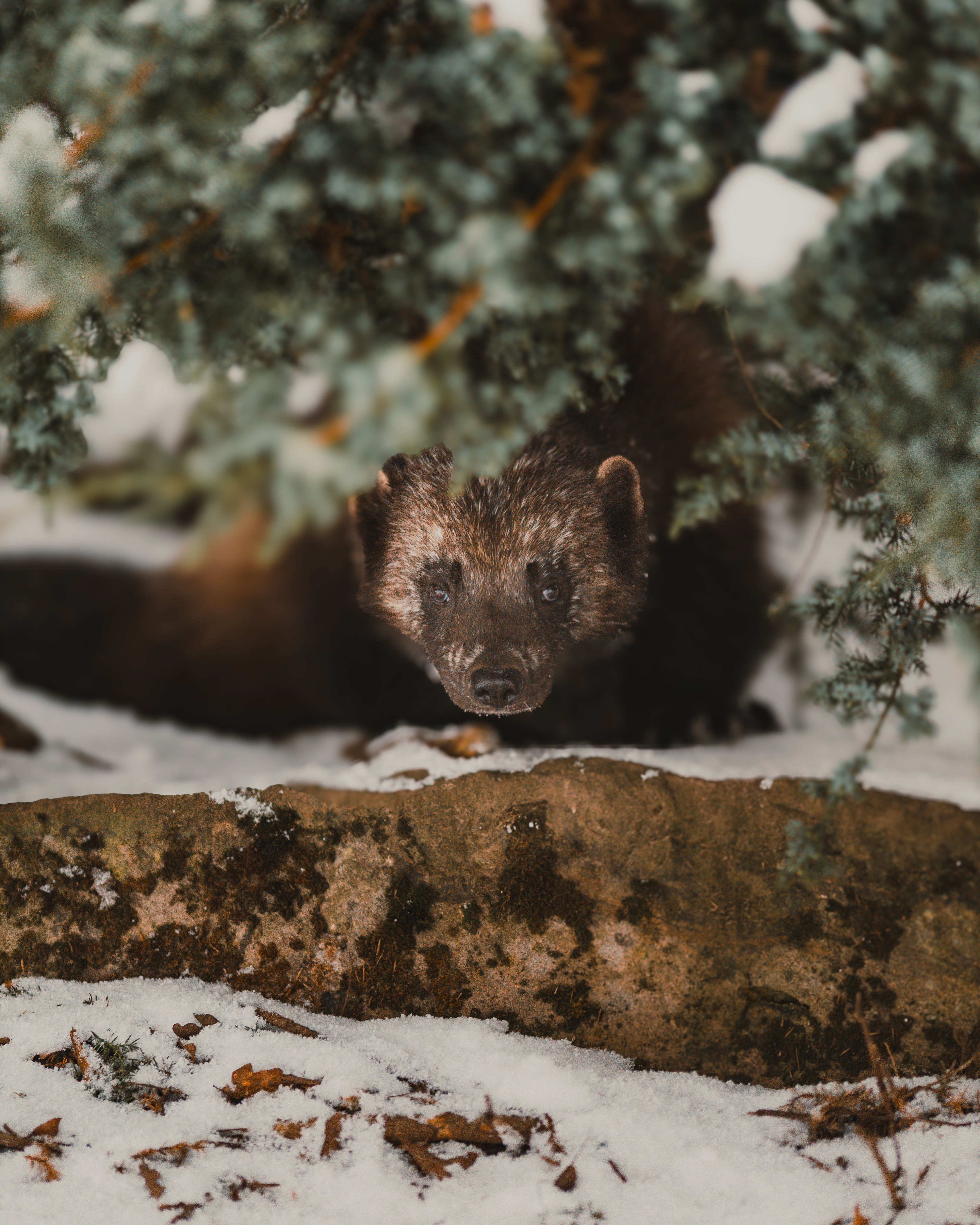 Wolverine Animal Photos, Download The BEST Free Wolverine Animal Stock ...