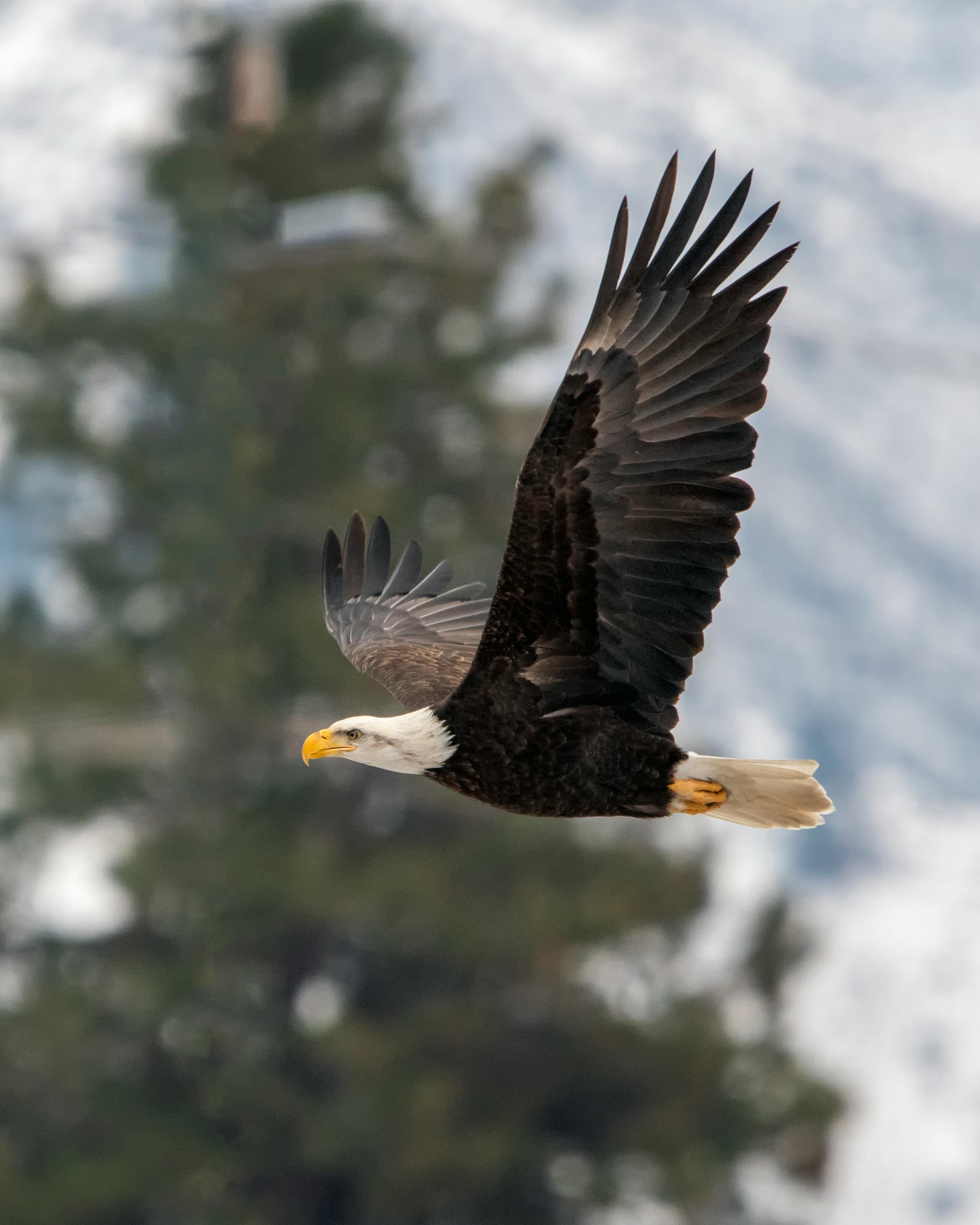 Foto de stock gratuita sobre águila, Águila calva, animal