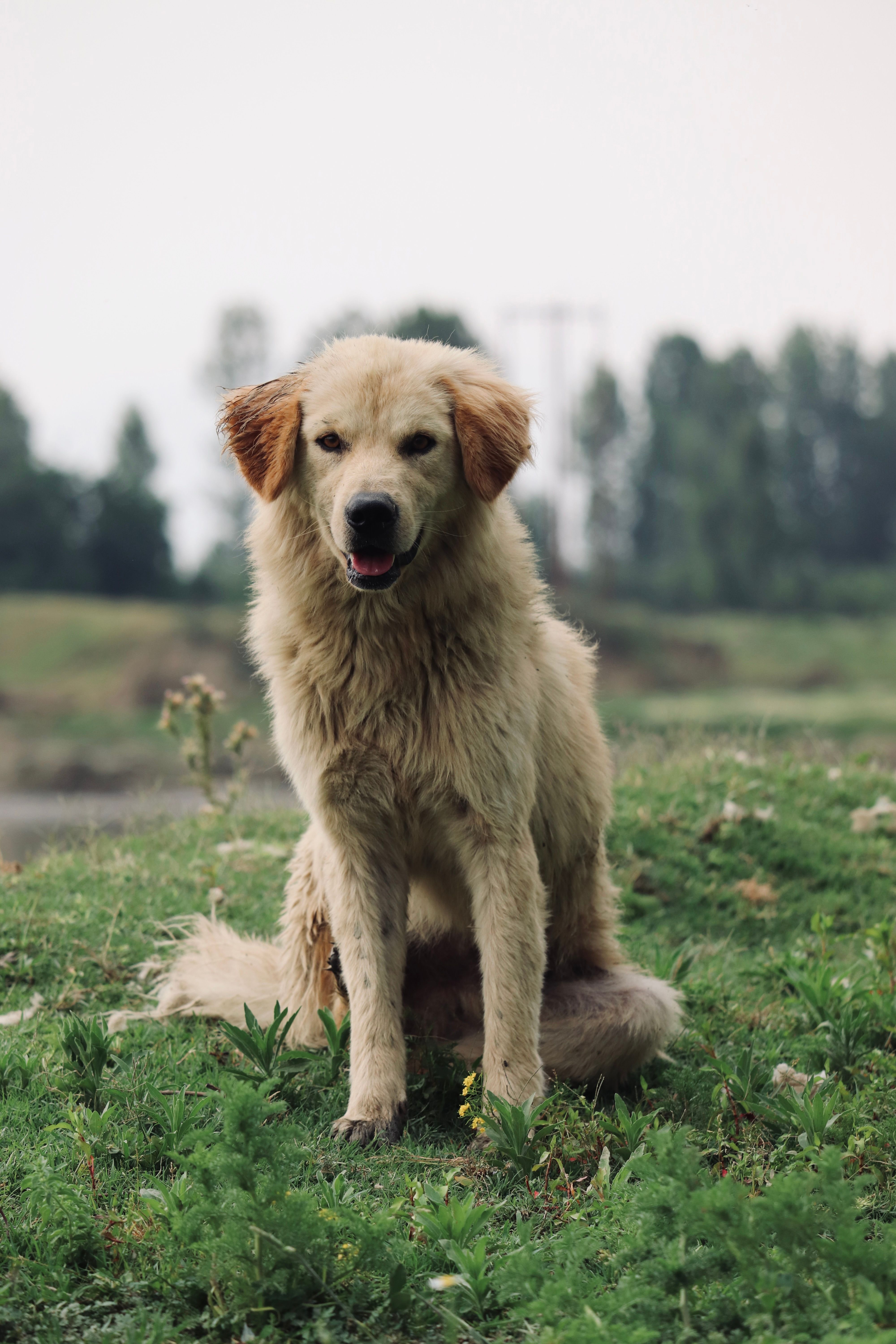 Perro Salvaje En Un Exuberante Bosque Verde · Foto de stock gratuita