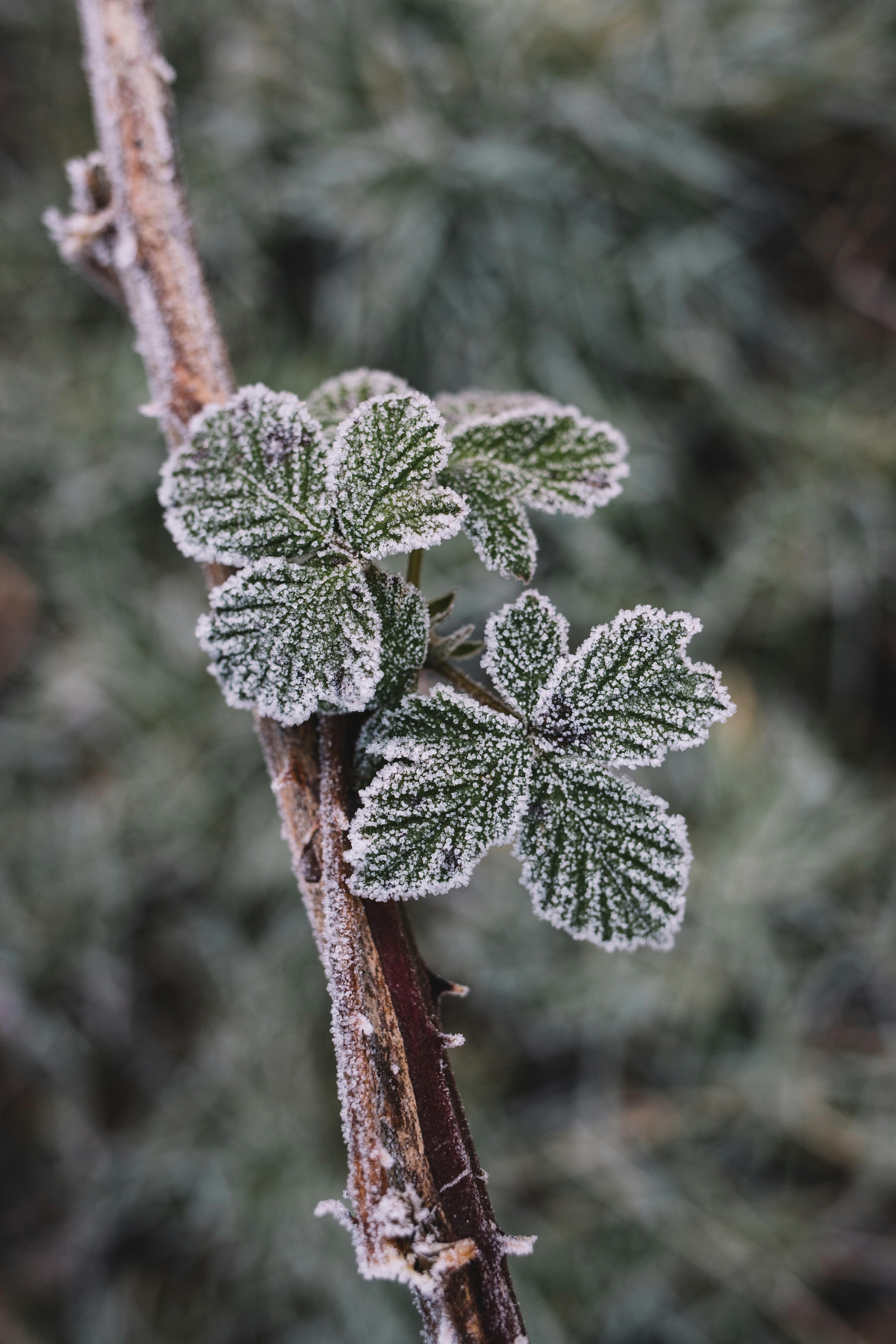Frost Photos, Download The BEST Free Frost Stock Photos & HD Images