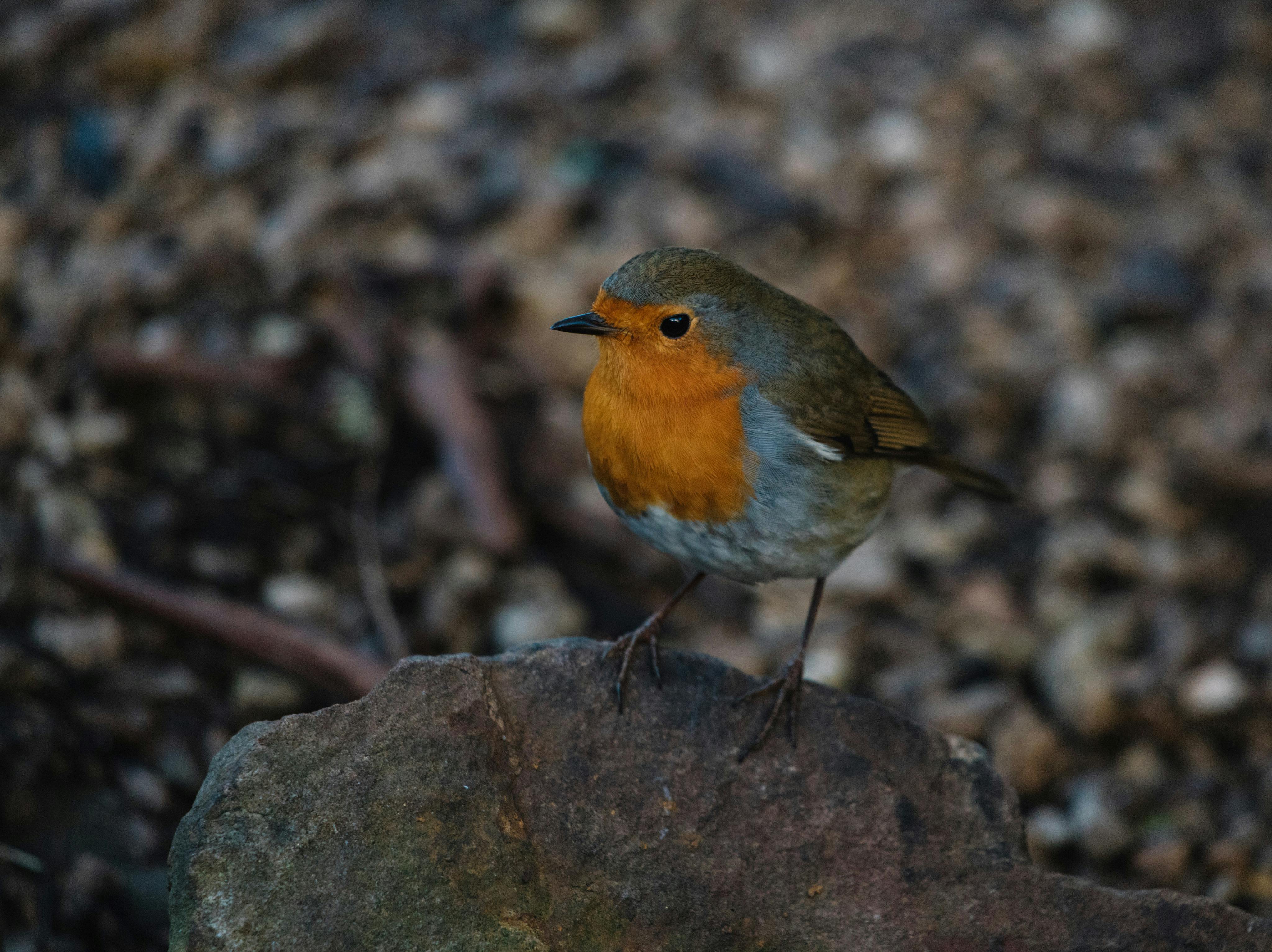 Adorable small robin redbreast bird on stone · Free Stock Photo