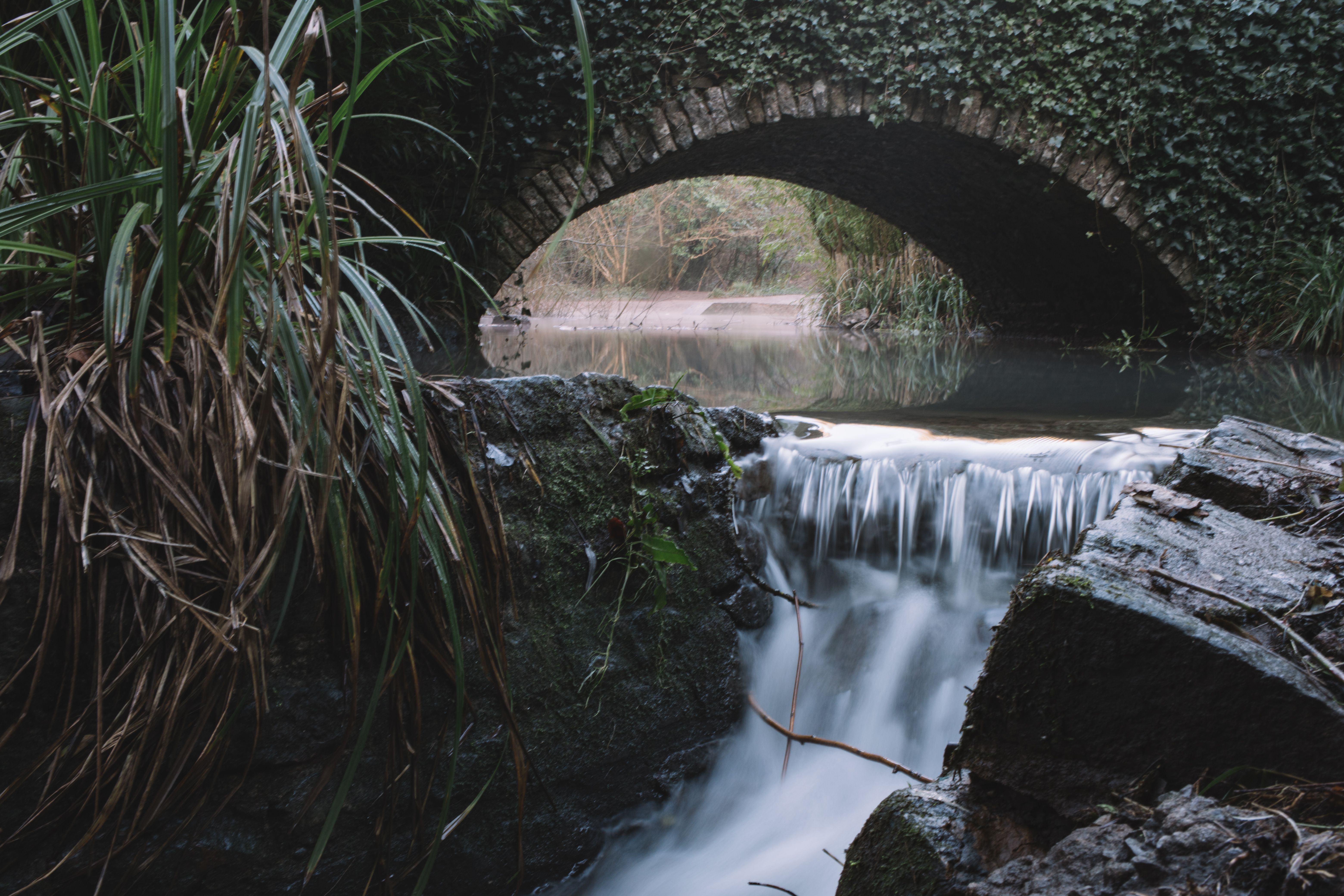 Brook among tall trees in autumn forest · Free Stock Photo
