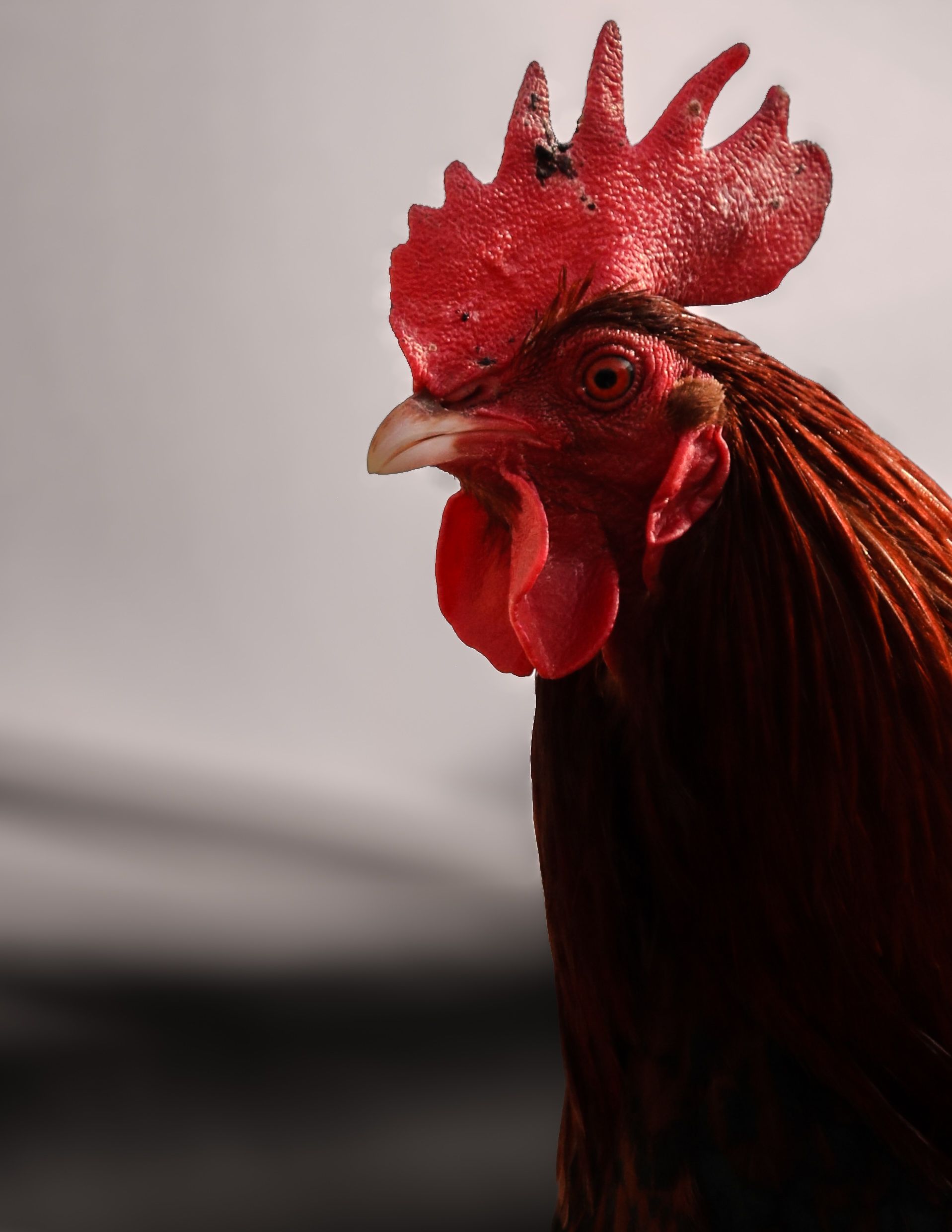 Rooster Photos, Download The BEST Free Rooster Stock Photos & HD Images