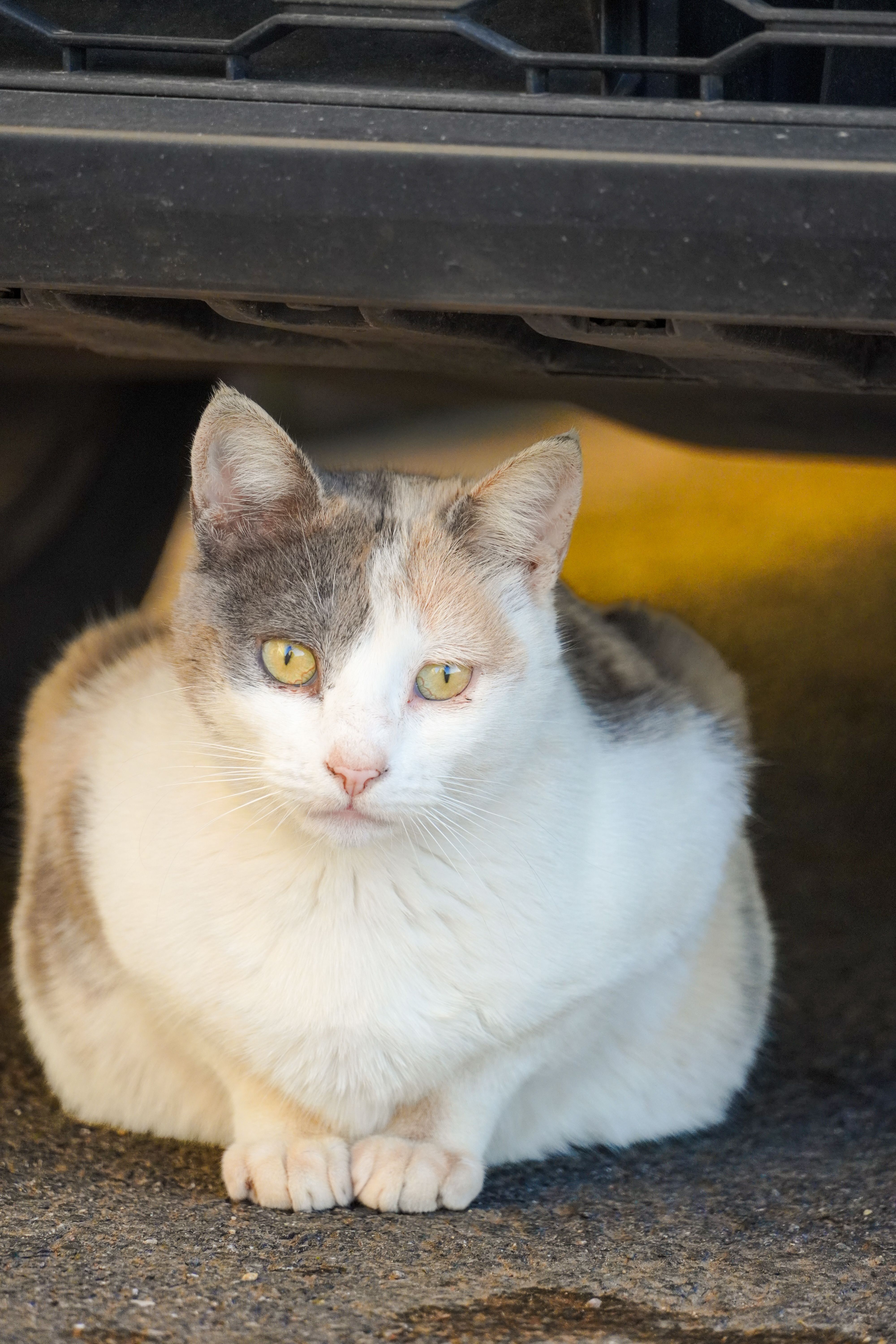 Calico Cat Resting Underneath a Car · Free Stock Photo