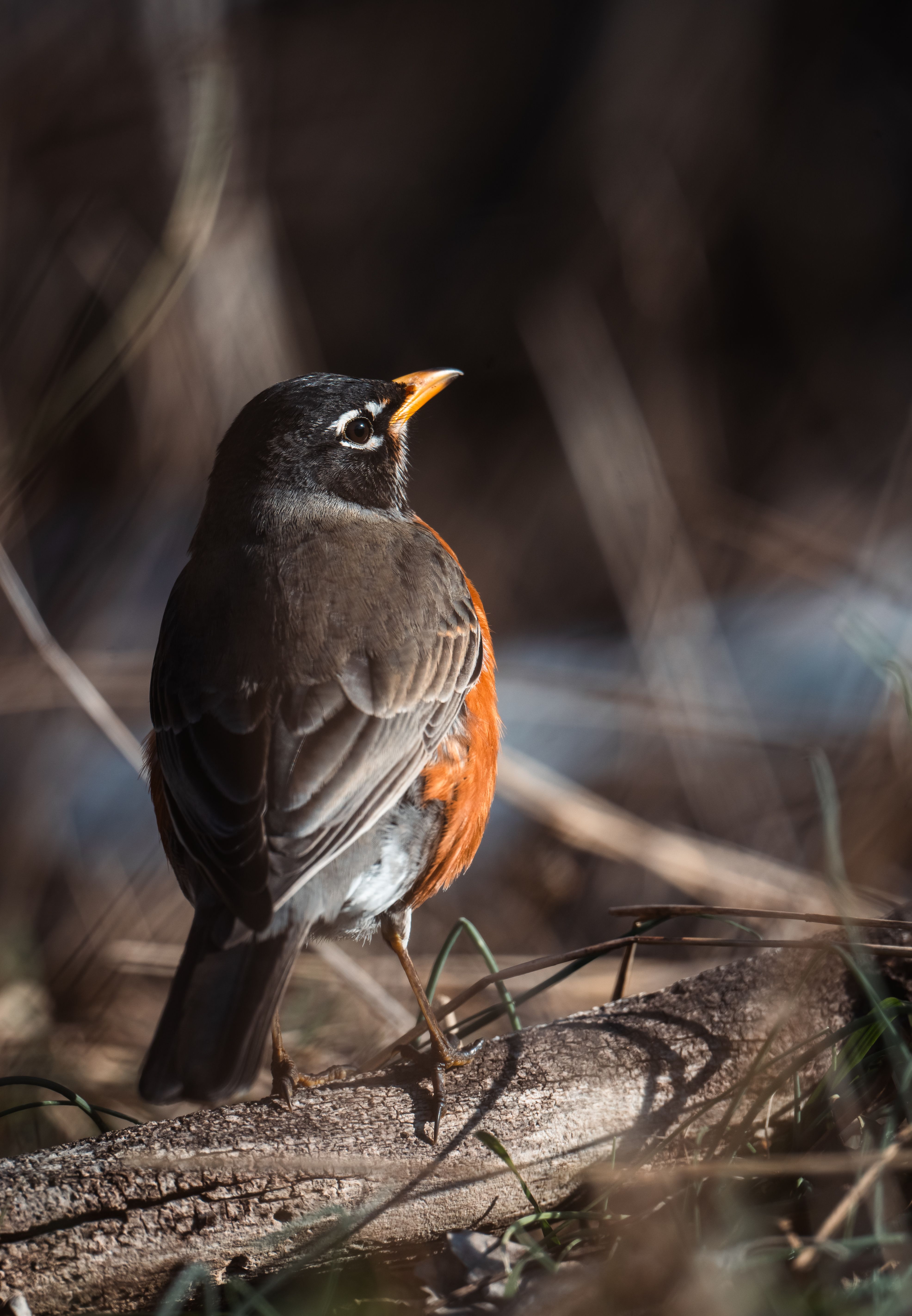 Early Bird Photos, Download The BEST Free Early Bird Stock Photos & HD ...