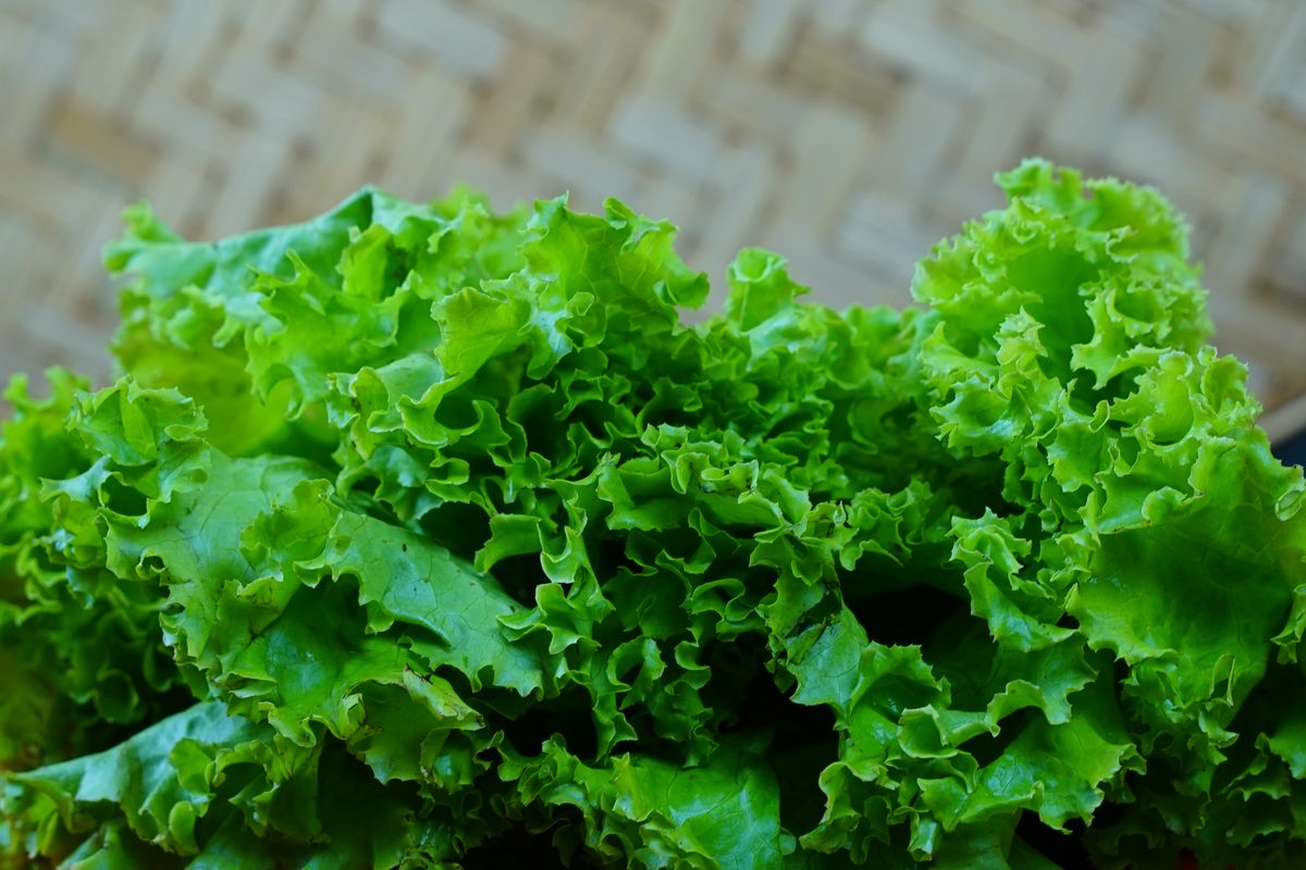 Lettuce Photos, Download The BEST Free Lettuce Stock Photos & HD Images