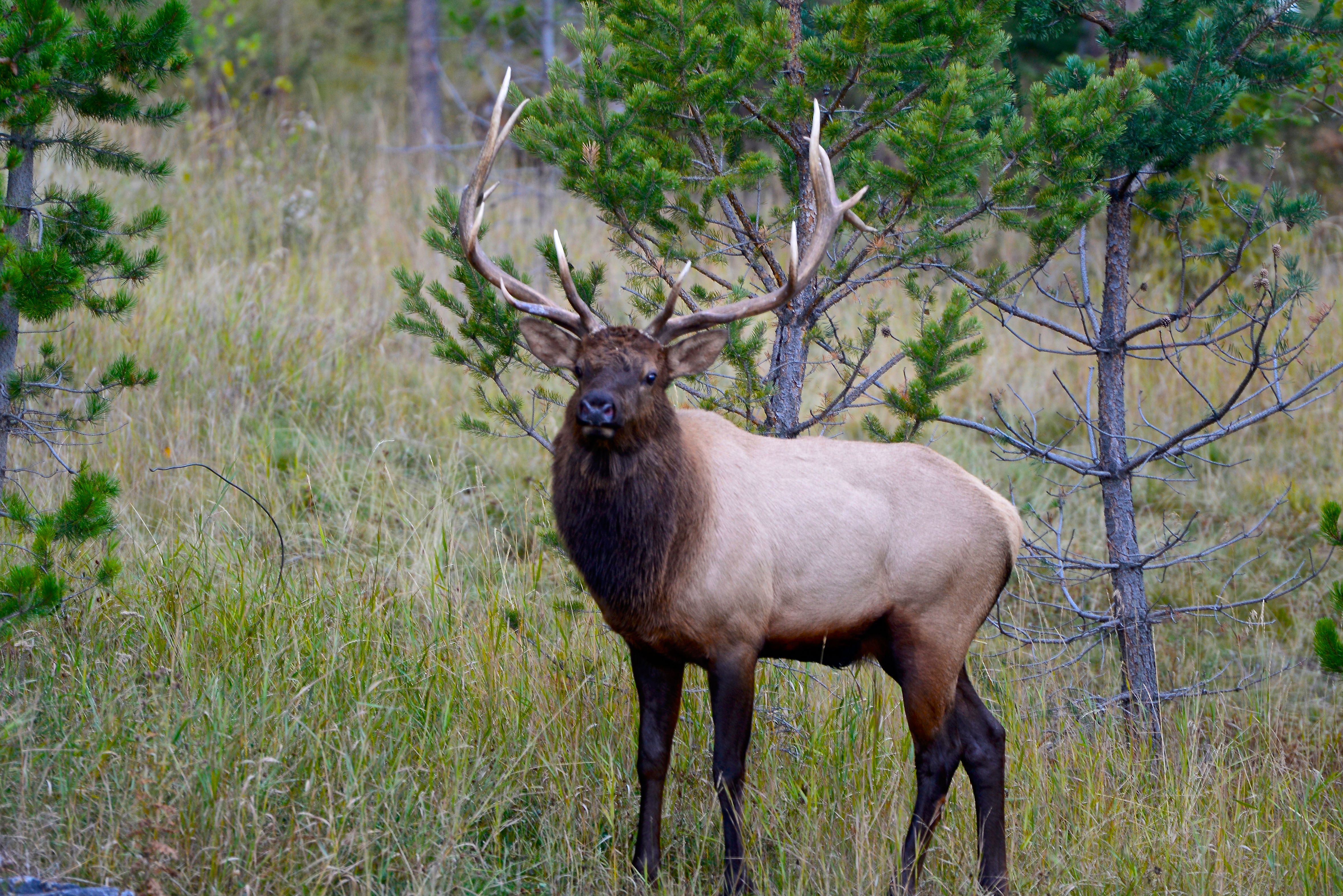 Bull Elk Photos, Download The BEST Free Bull Elk Stock Photos & HD Images