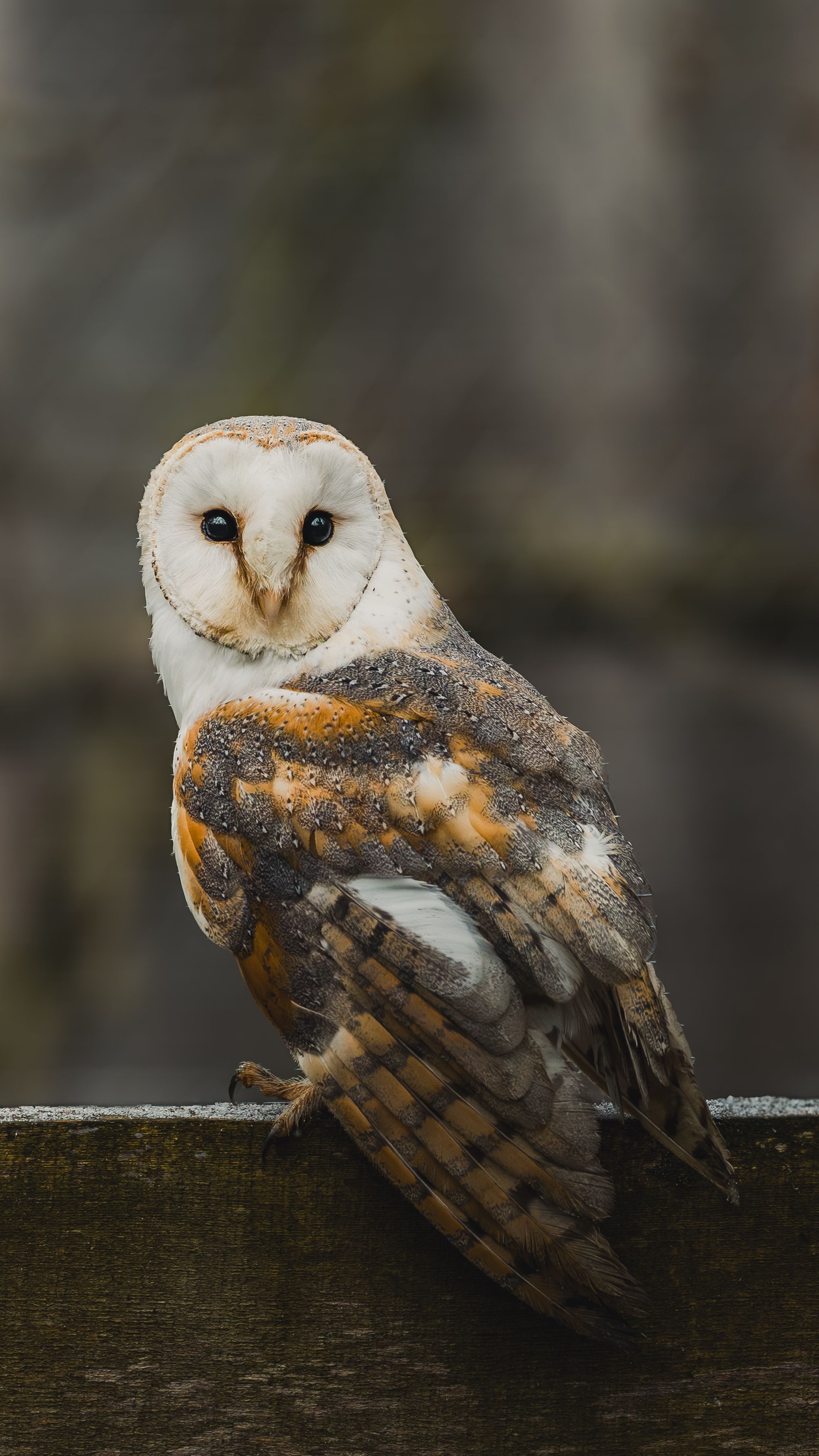 Majestic Barn Owl Perched in Natural Habitat · Free Stock Photo