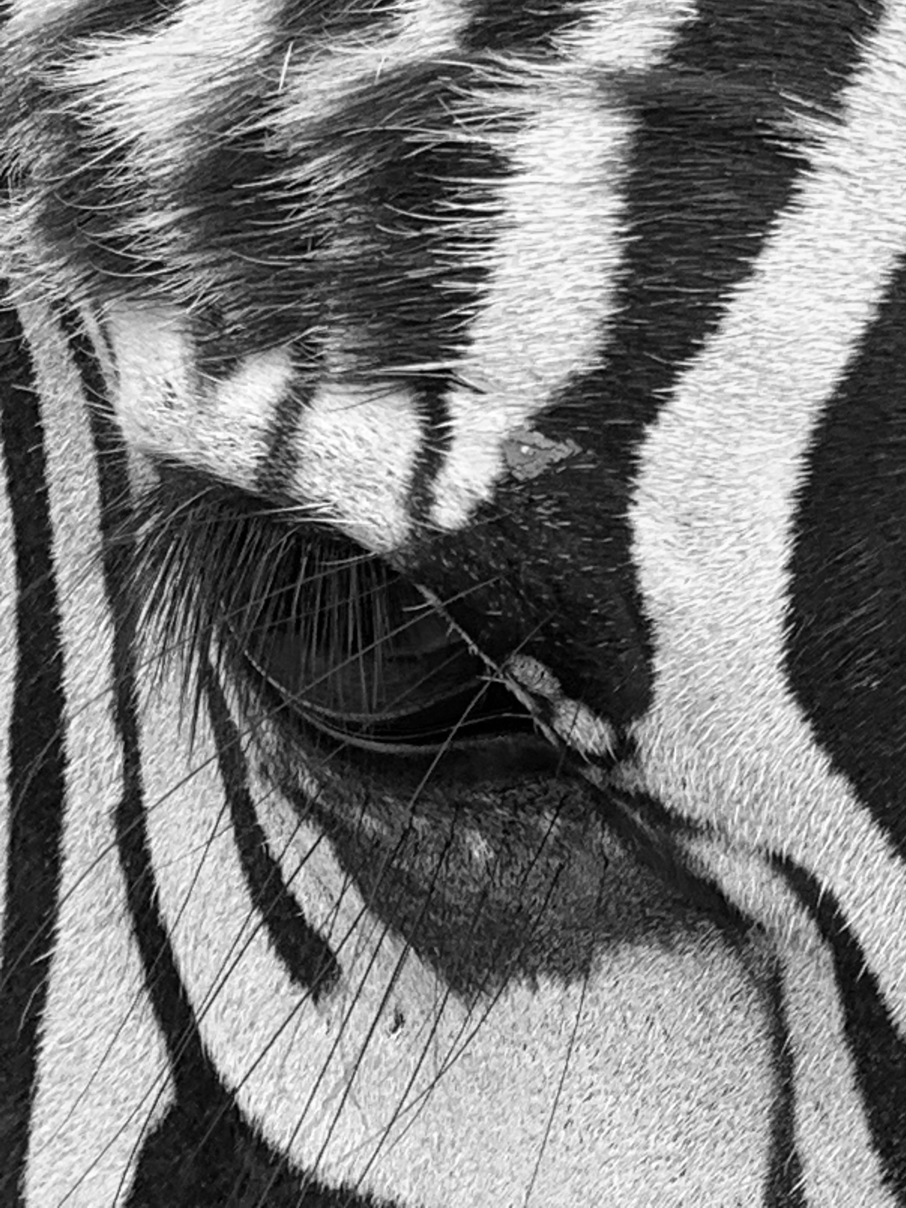 Close-up of Zebra Eye and Stripes in Monochrome · Free Stock Photo