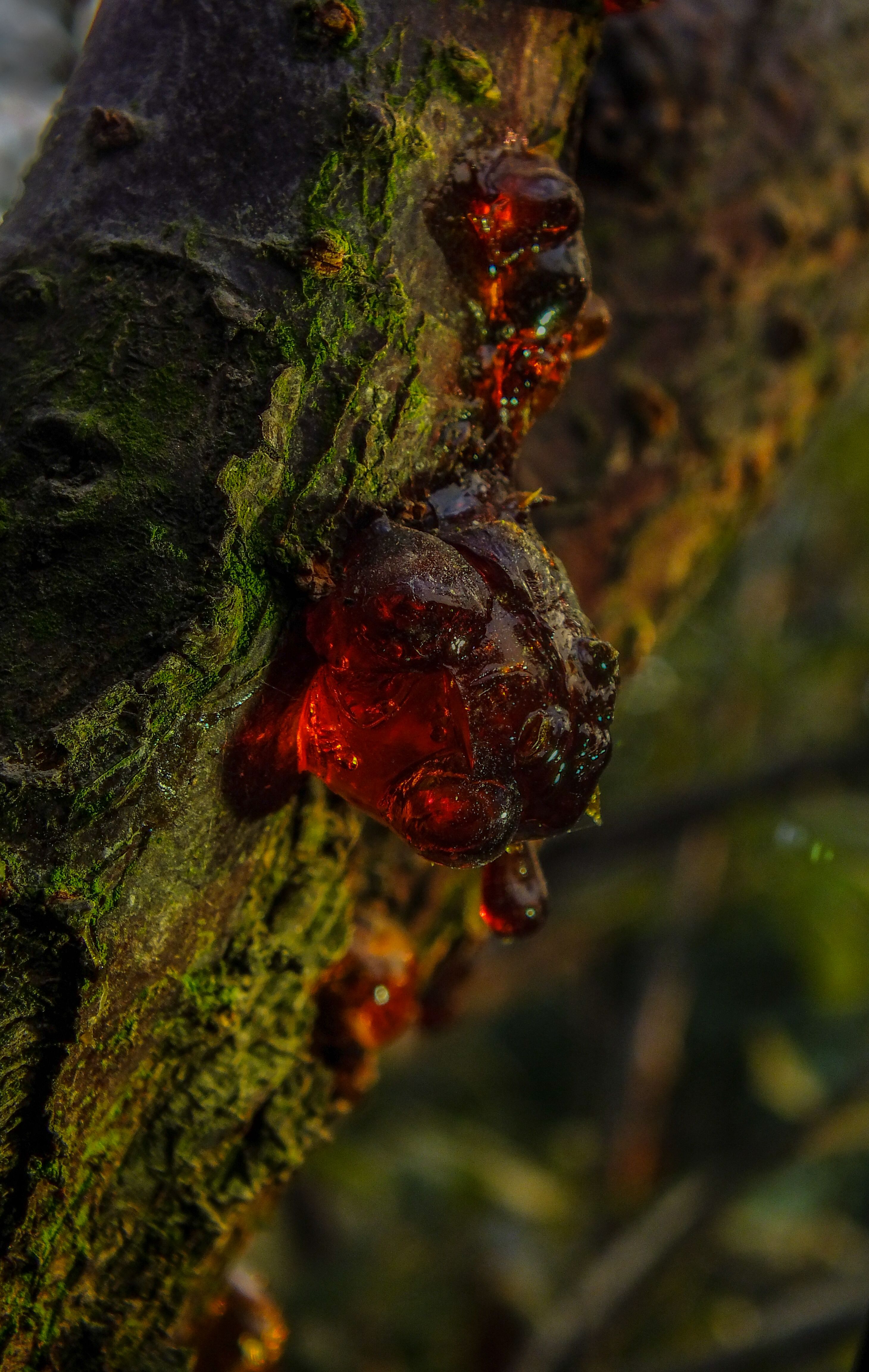 Close-up of Tree Resin Dripping on Bark · Free Stock Photo