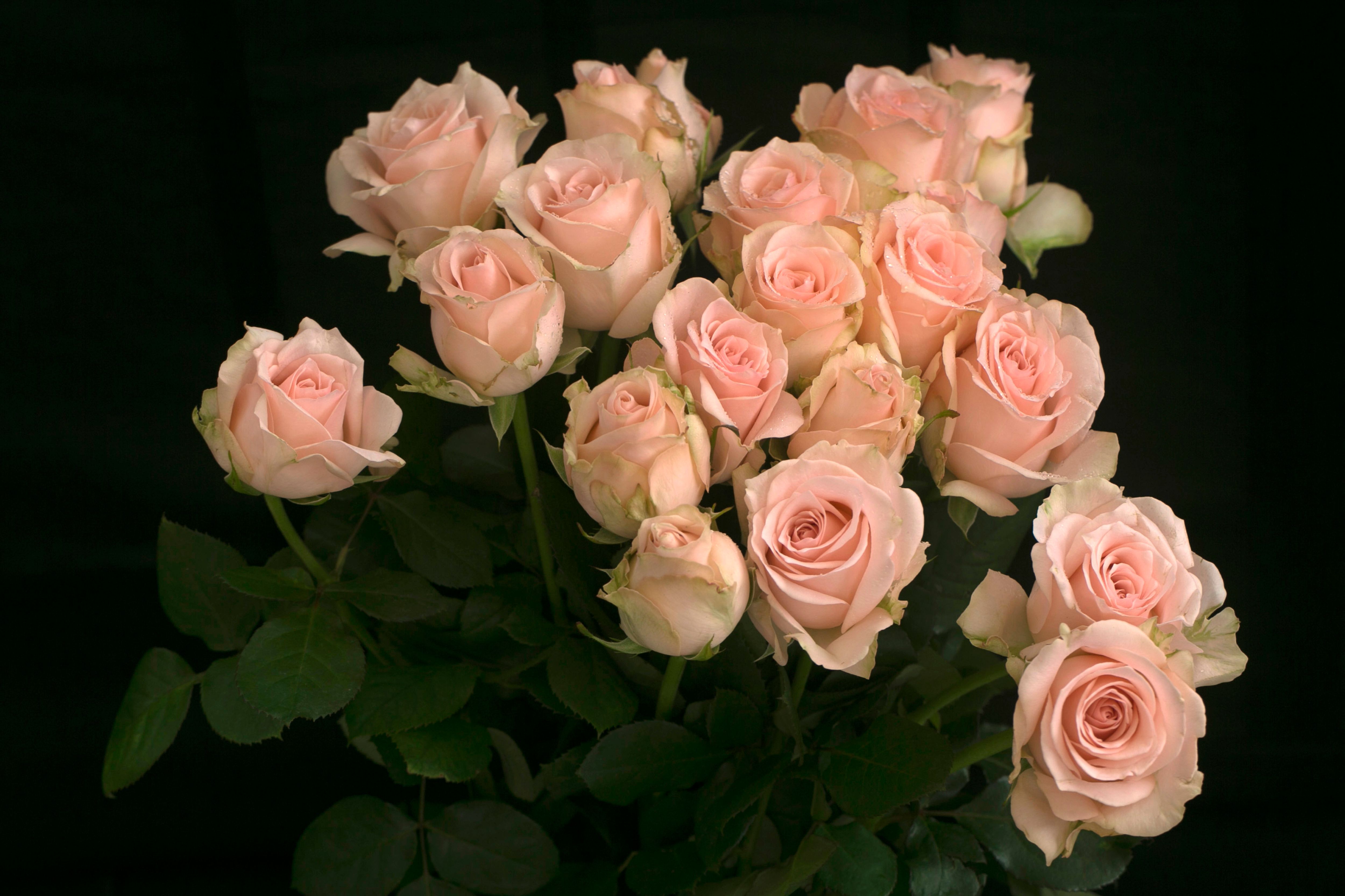 Elegant Bouquet of Pink Roses on Dark Background · Free Stock Photo