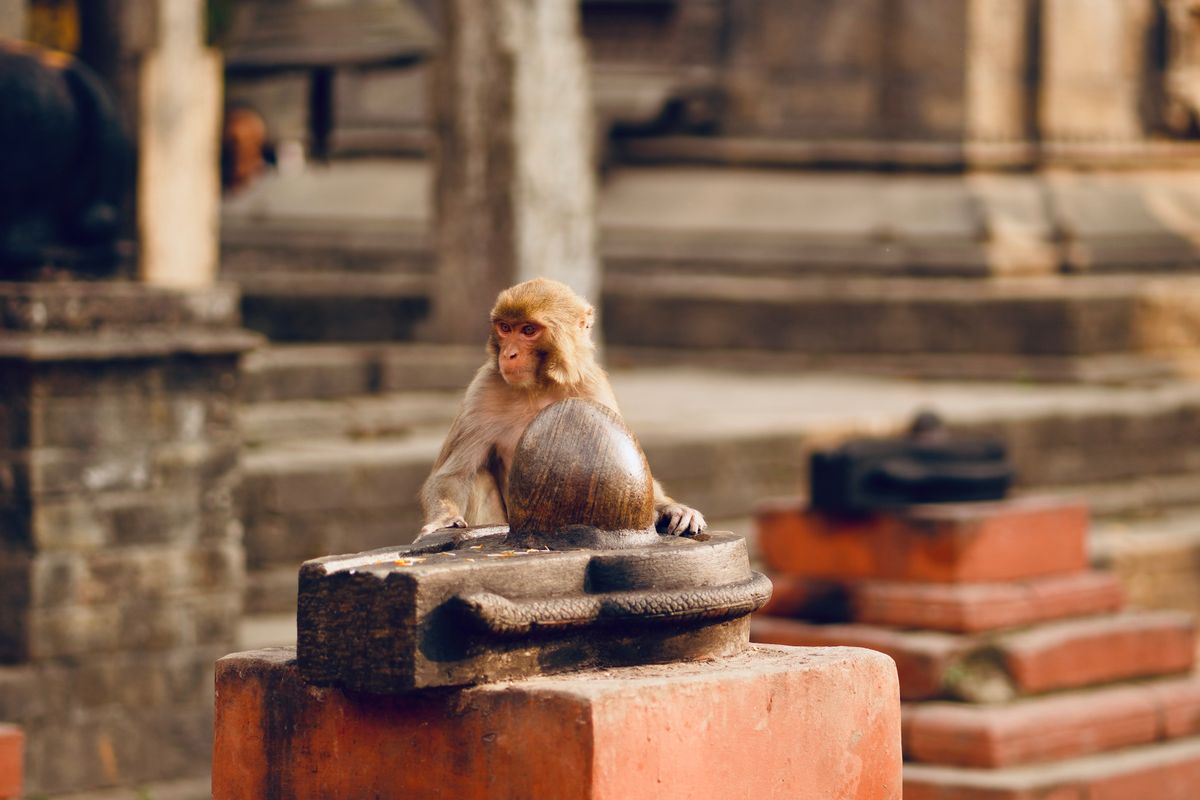 Scary Monkey Photos, Download The BEST Free Scary Monkey Stock Photos ...