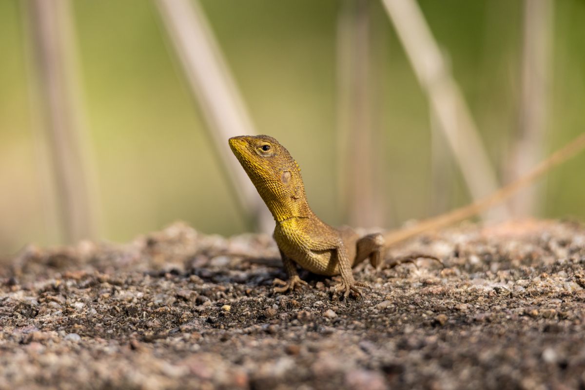 Tom The Lizard Hoppers Photos, Download The BEST Free Tom The Lizard ...