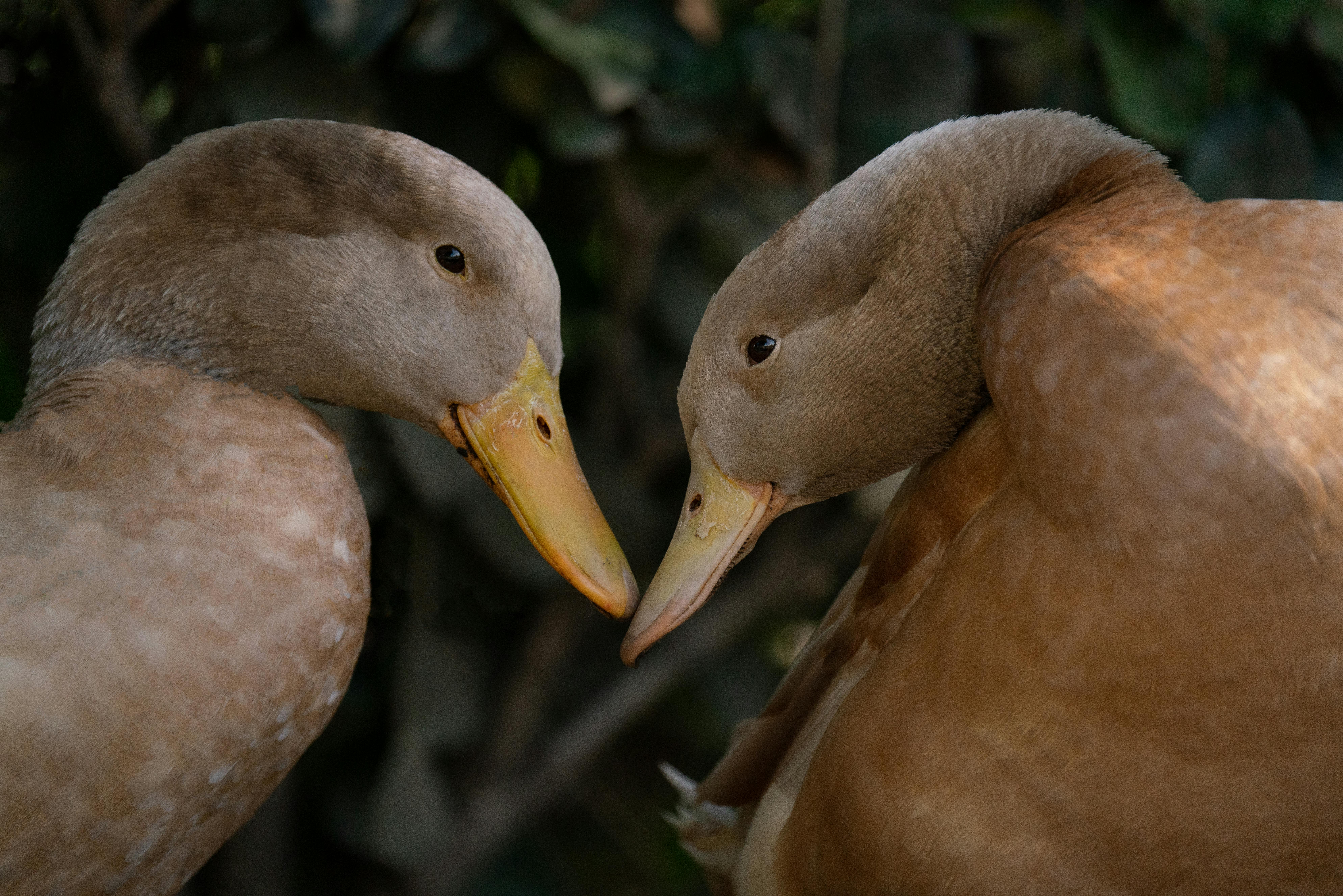 Close up of Duck Heads · Free Stock Photo