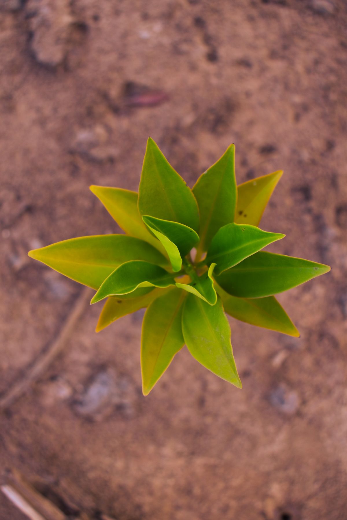 Anime Plant Photos, Download The BEST Free Anime Plant Stock Photos ...