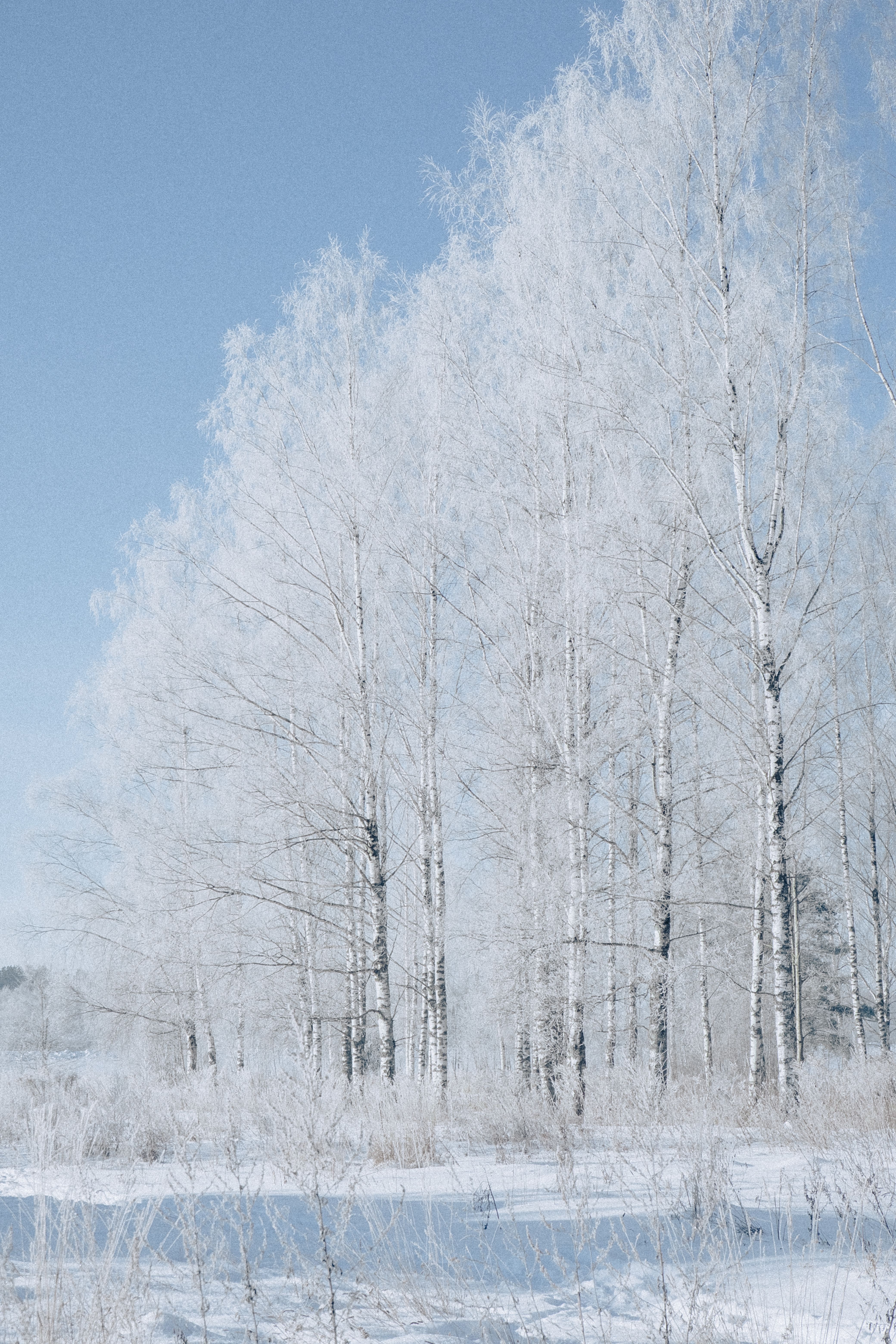 Paisaje Invernal Con Abedules Escarchados · Foto de stock gratuita