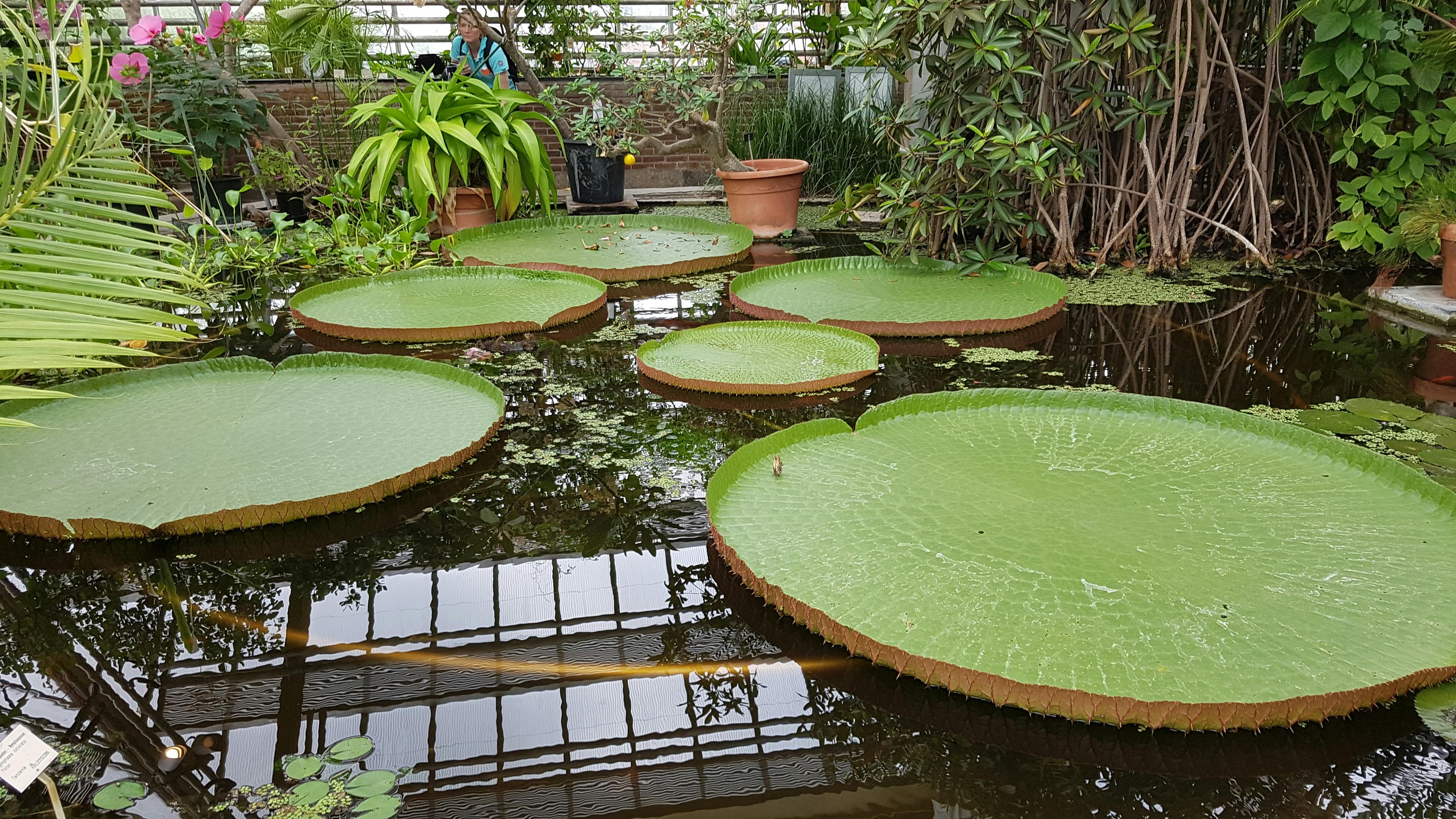 Free stock photo of botany