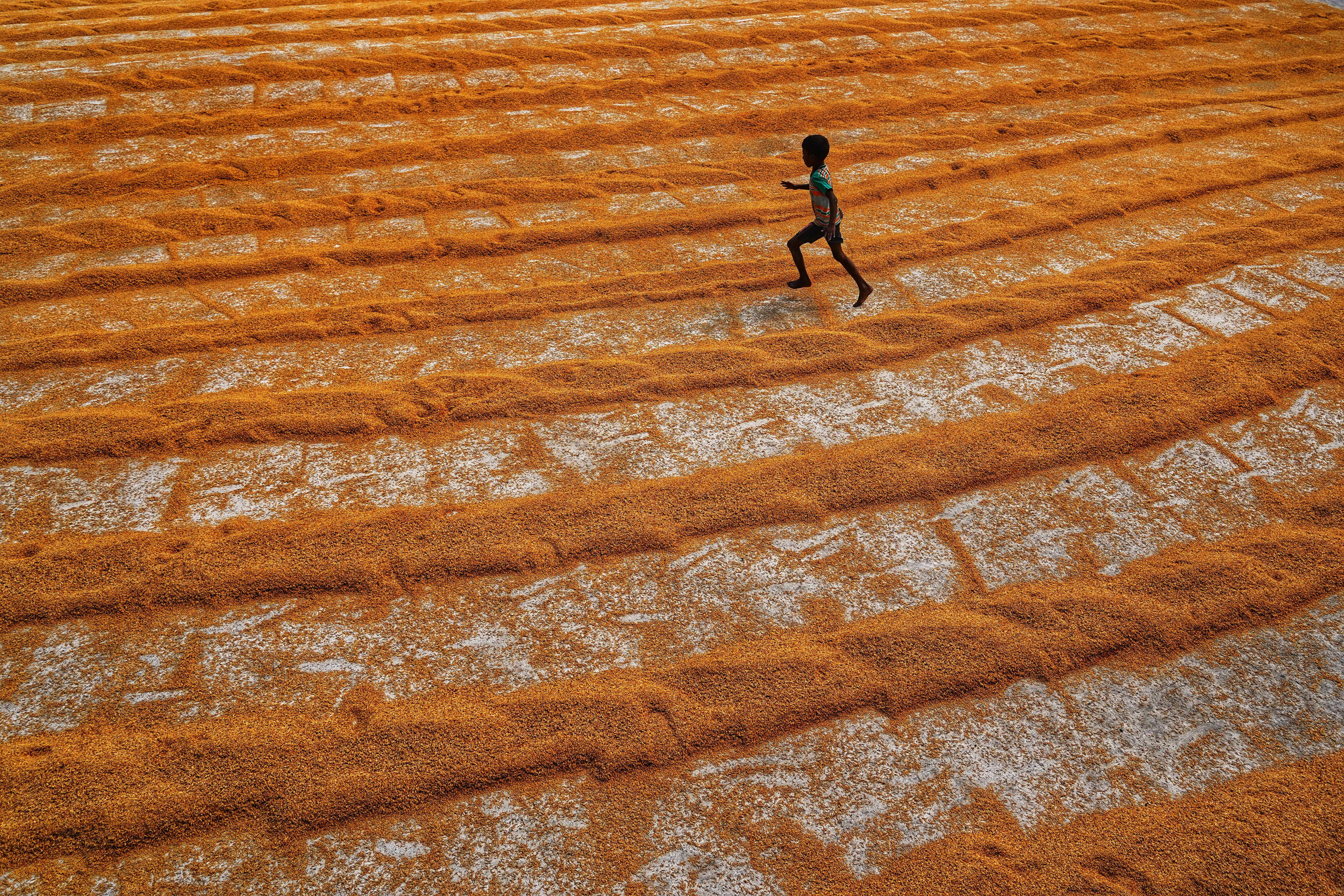 Bajra Field Photos, Download The BEST Free Bajra Field Stock Photos ...
