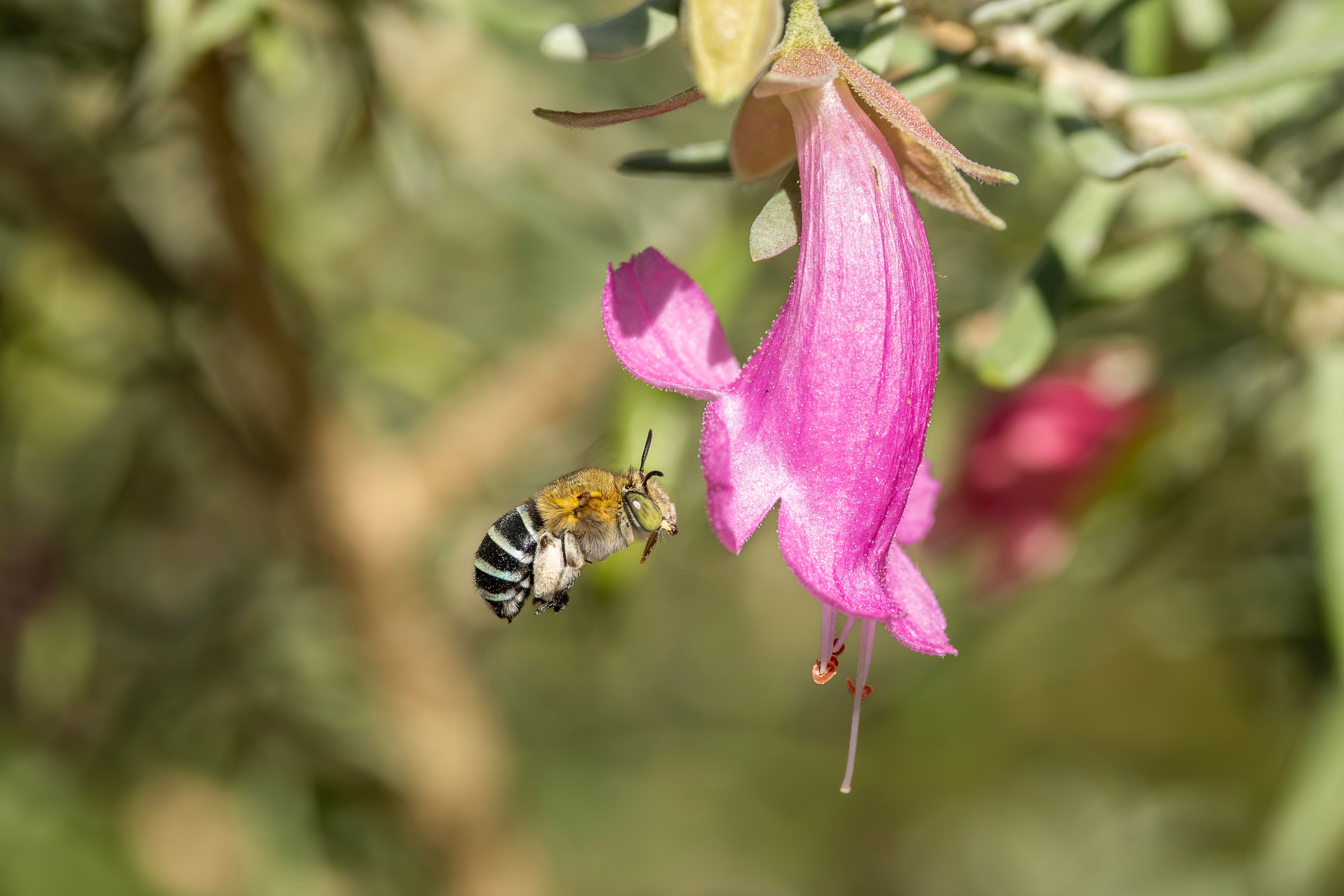 Australian Bees Photos, Download The BEST Free Australian Bees Stock ...