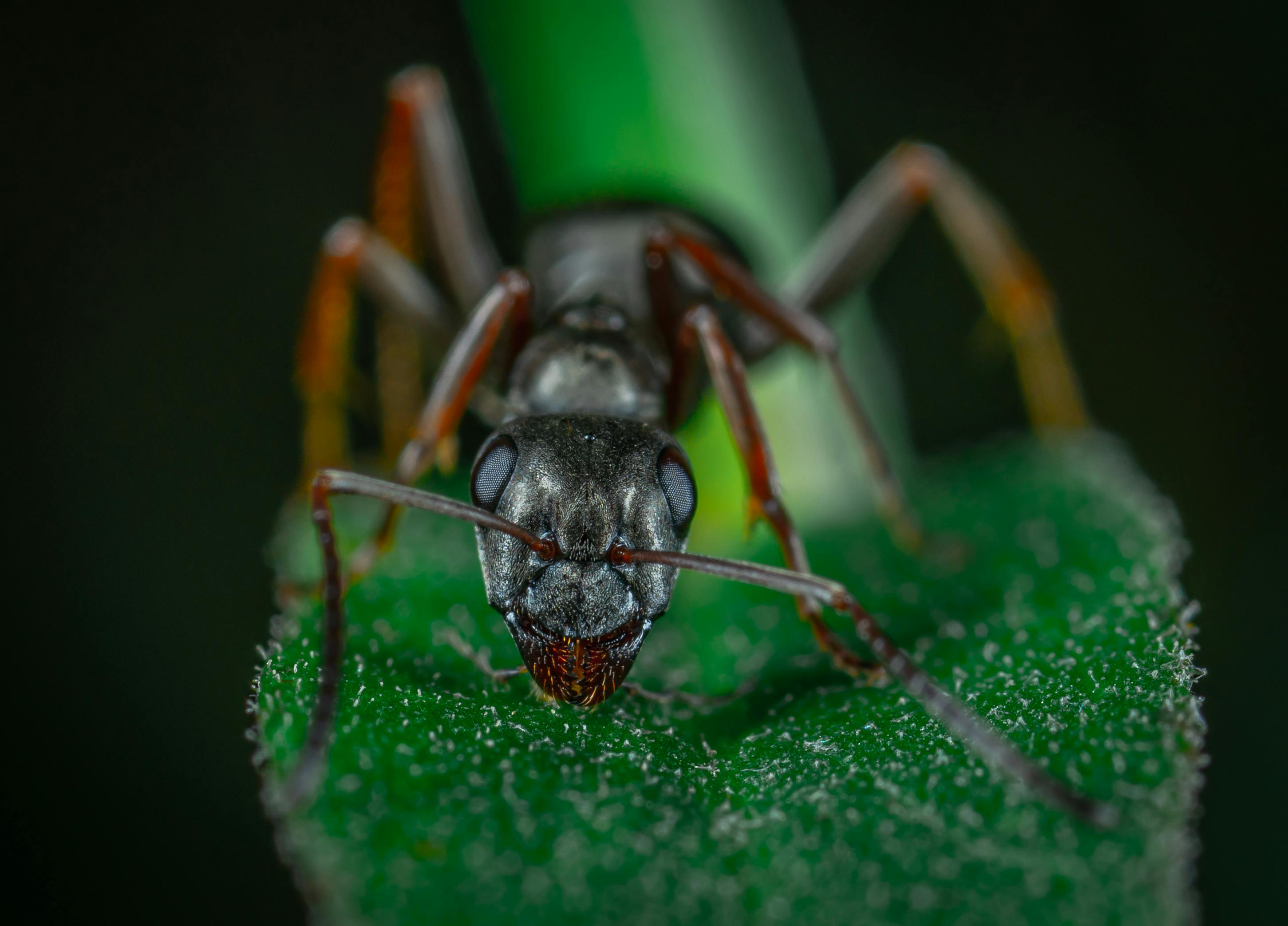 Close-Up Photo of Red Ant · Free Stock Photo