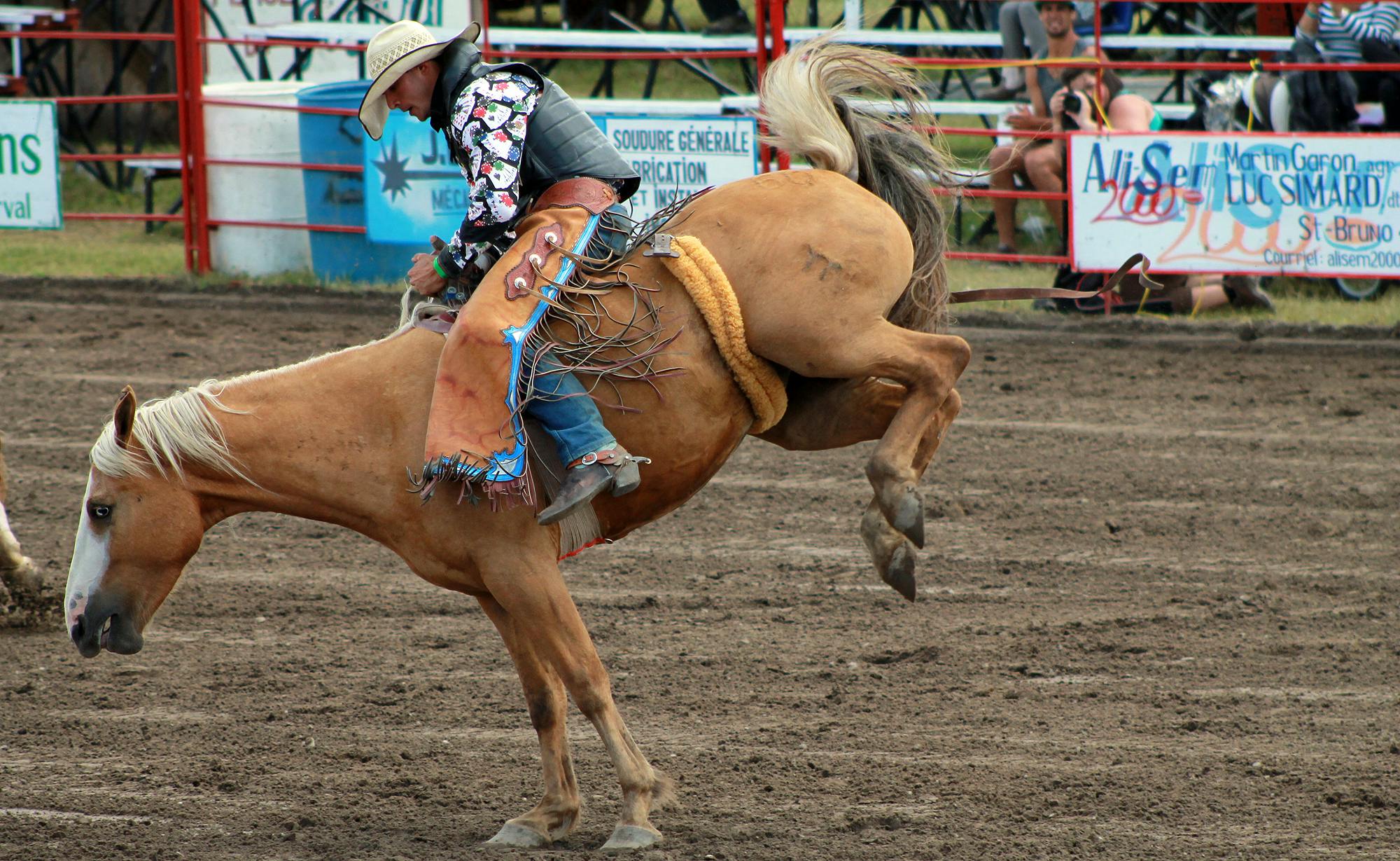 Foto de stock gratuita sobre caballo, rodeo, vaquero