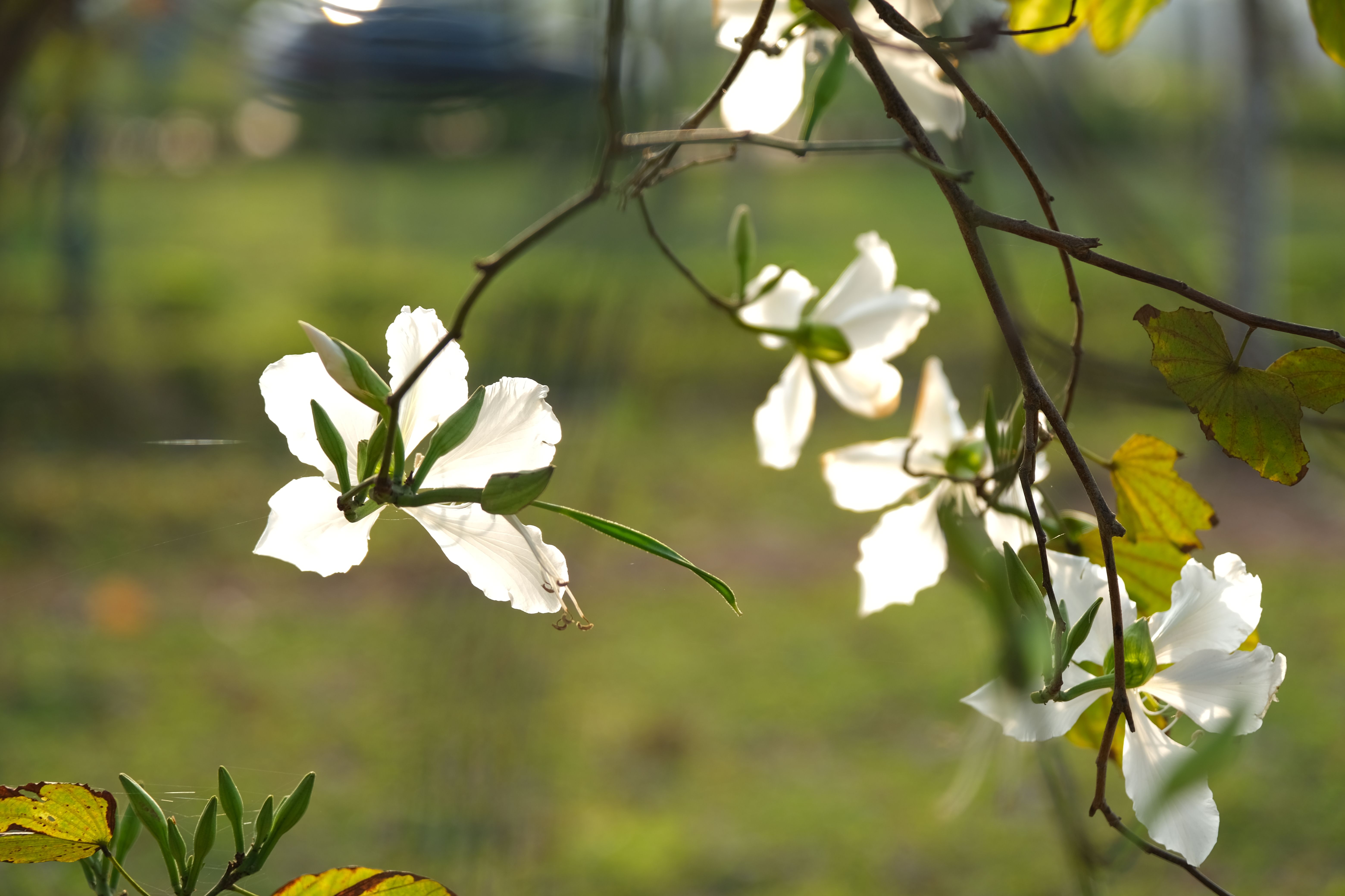 Beautiful White Flowers in Vietnam's Lush Spring · Free Stock Photo