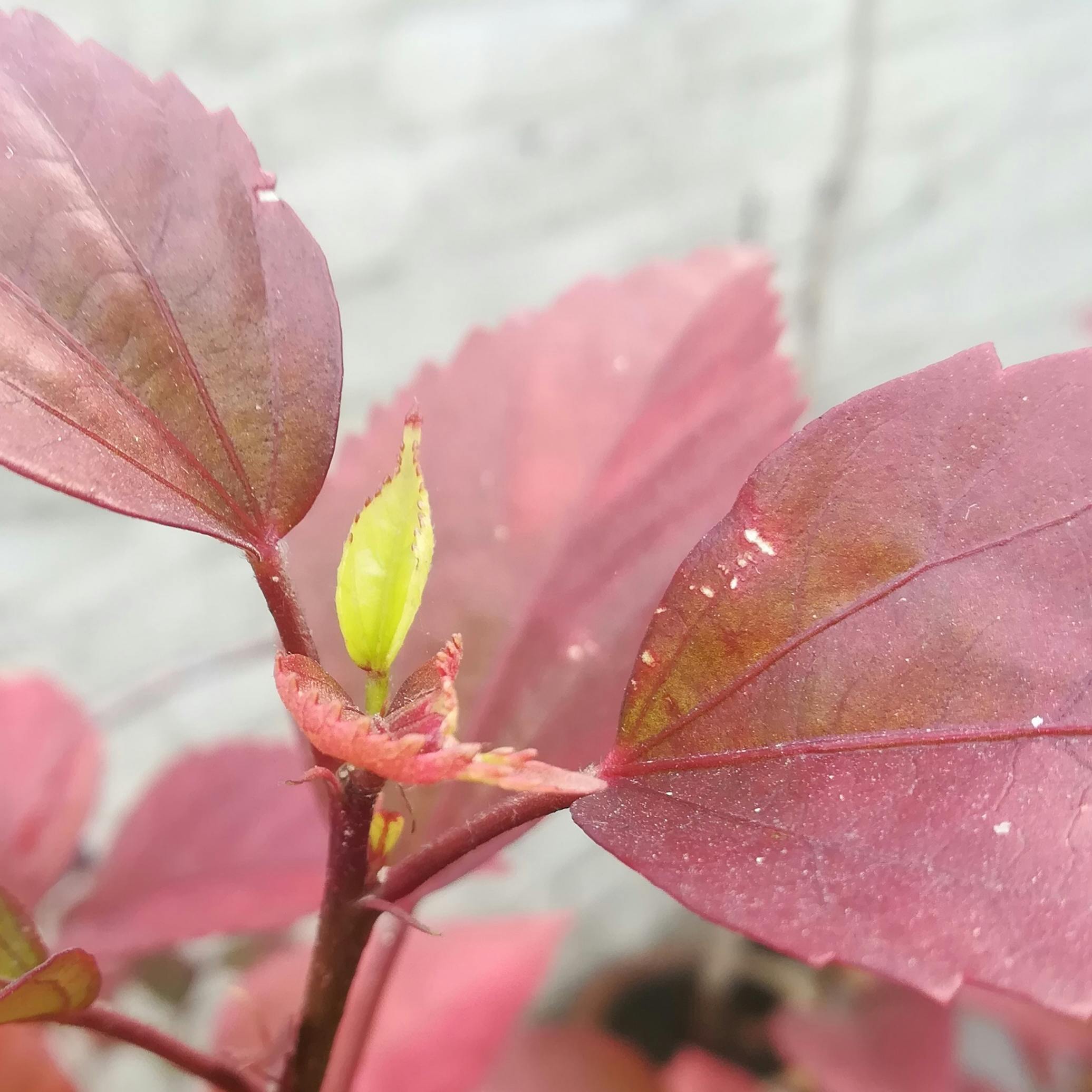 Abdullah Qasim - Photography